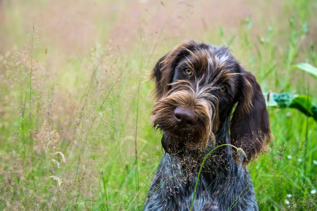 Wirehaired Pointing Griffon Wallpapers - Wallpaper Cave