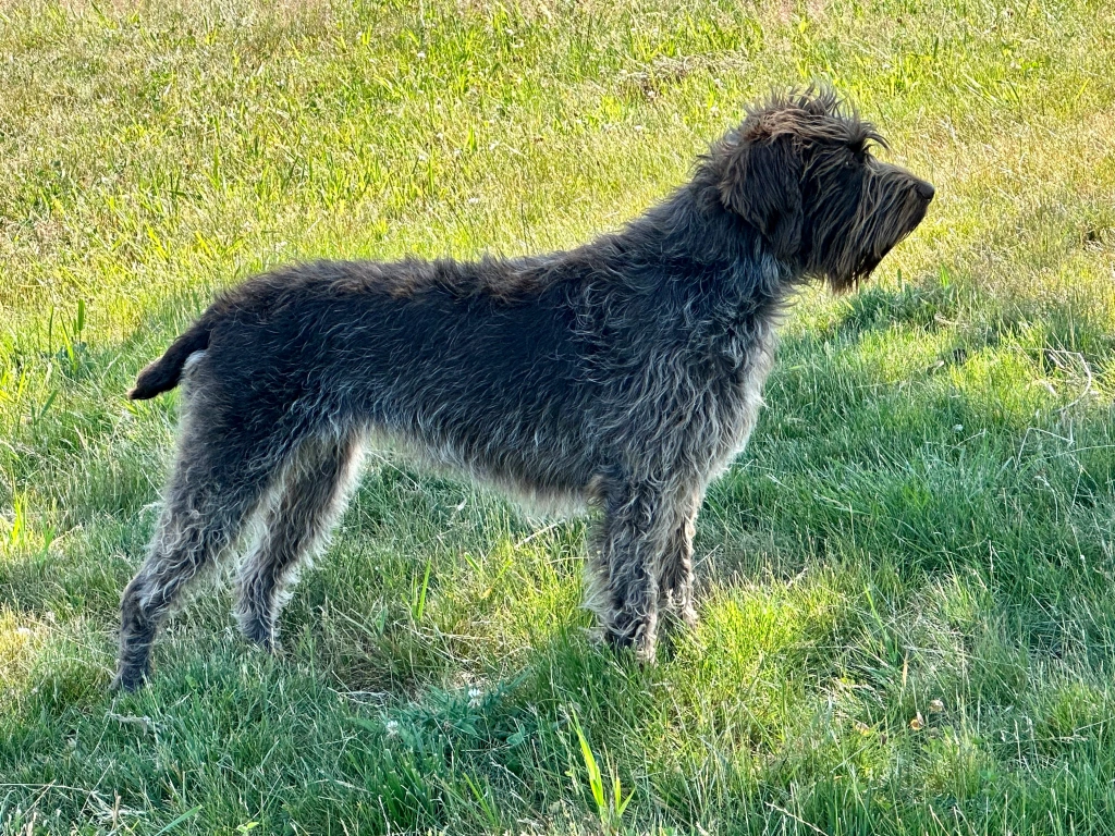 Wirehaired Pointing Griffon Wallpapers - Wallpaper Cave