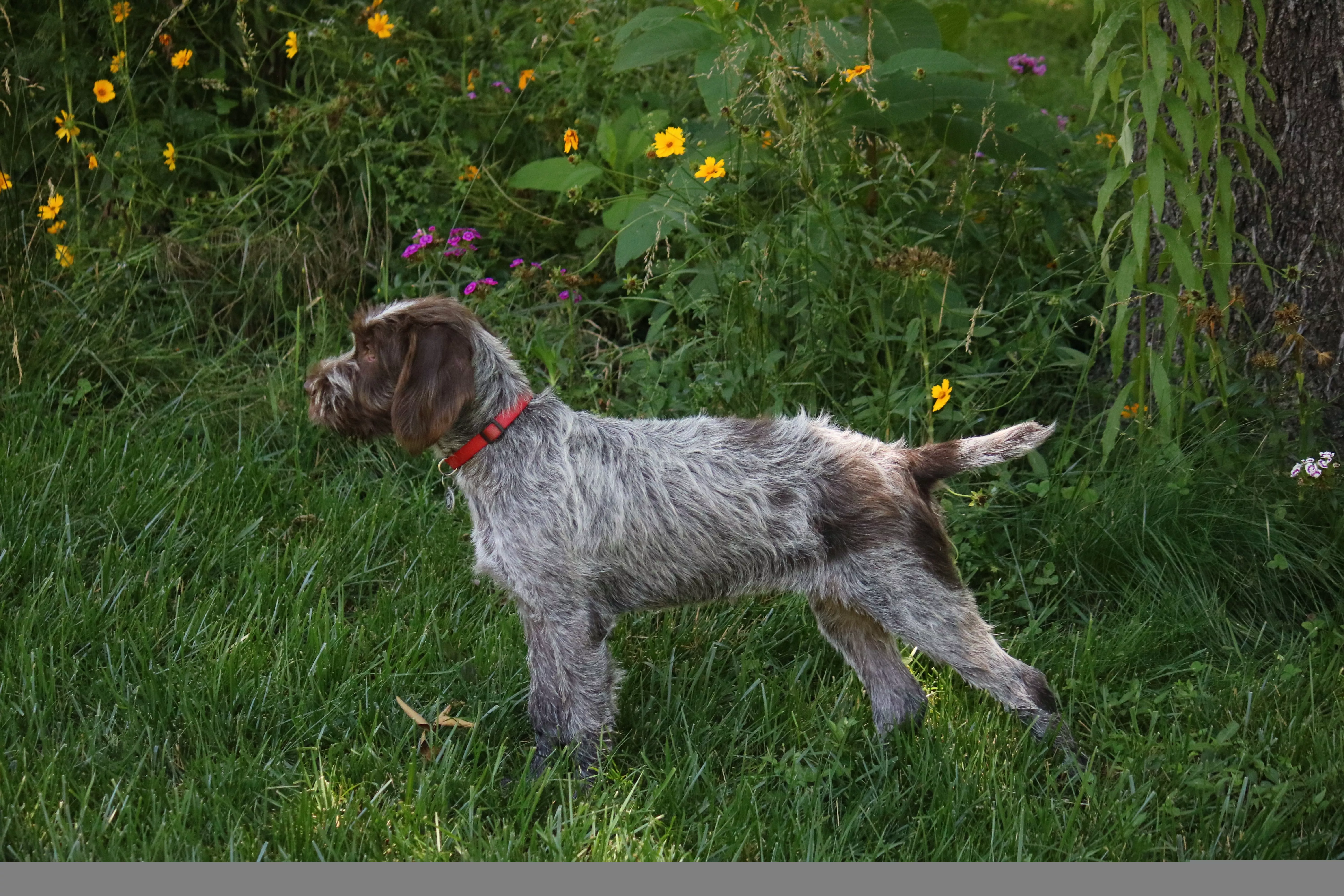 Wirehaired Pointing Griffon Wallpapers - Wallpaper Cave