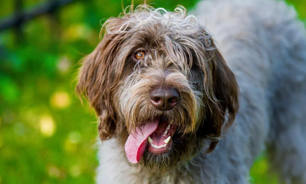Wirehaired Pointing Griffon Wallpapers - Wallpaper Cave