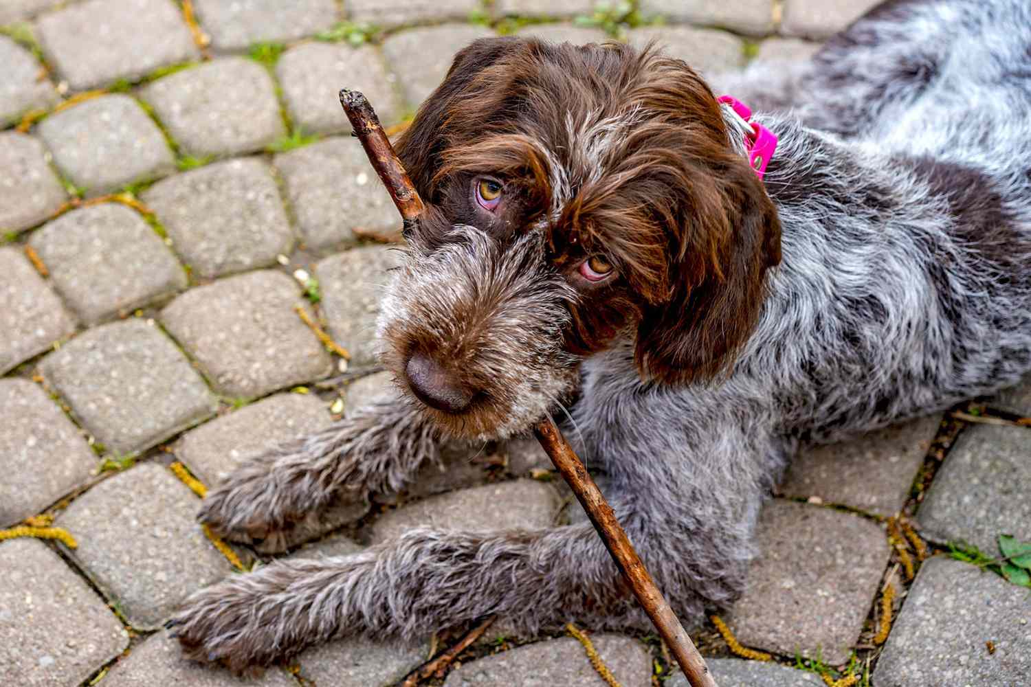 Wirehaired Pointing Griffon Wallpapers - Wallpaper Cave