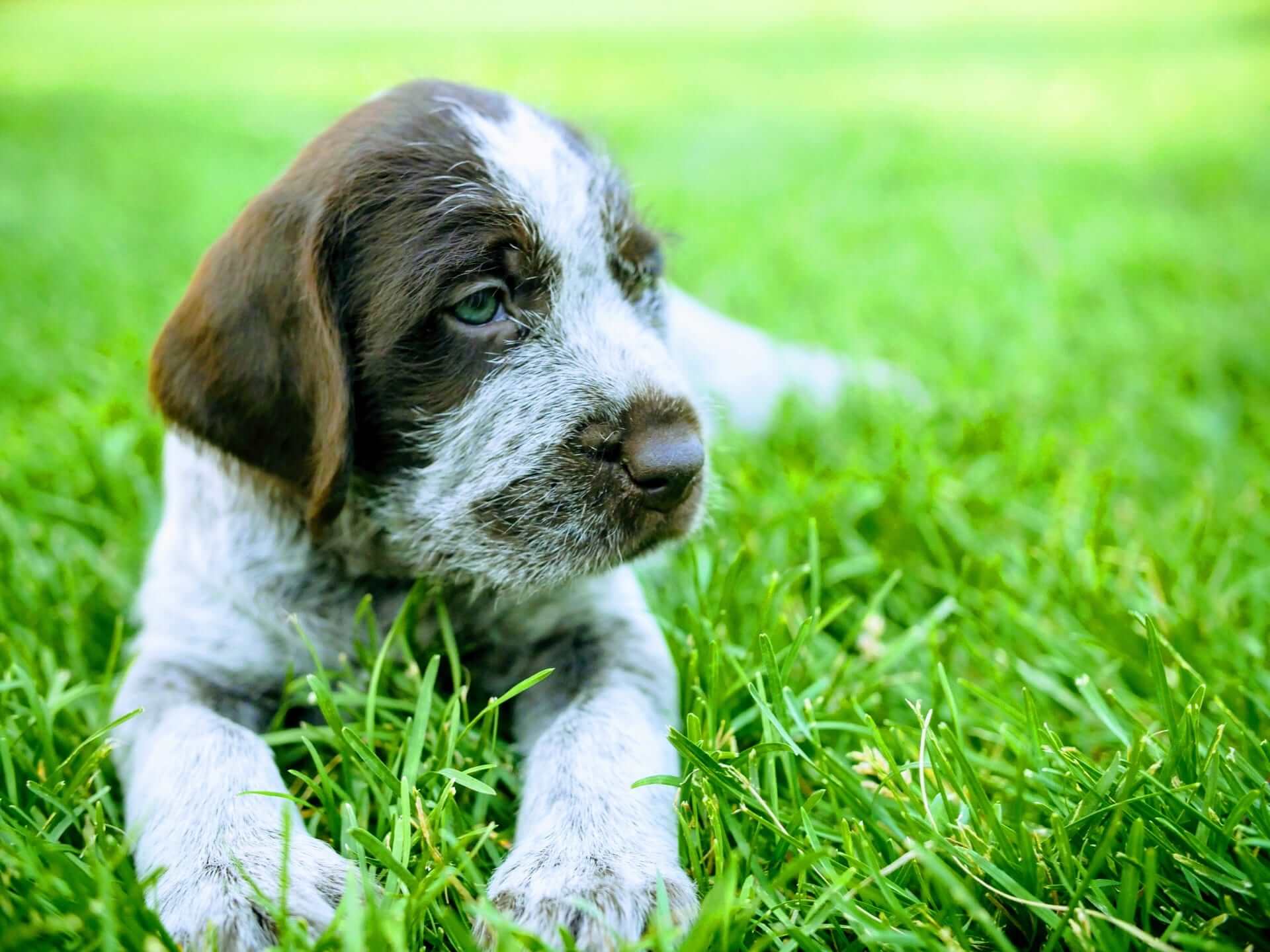 Wirehaired Pointing Griffon Wallpapers - Wallpaper Cave