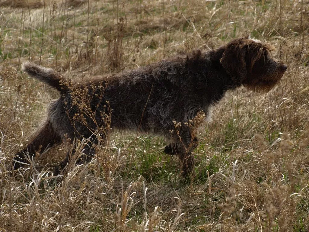 Wirehaired Pointing Griffon Wallpapers - Wallpaper Cave