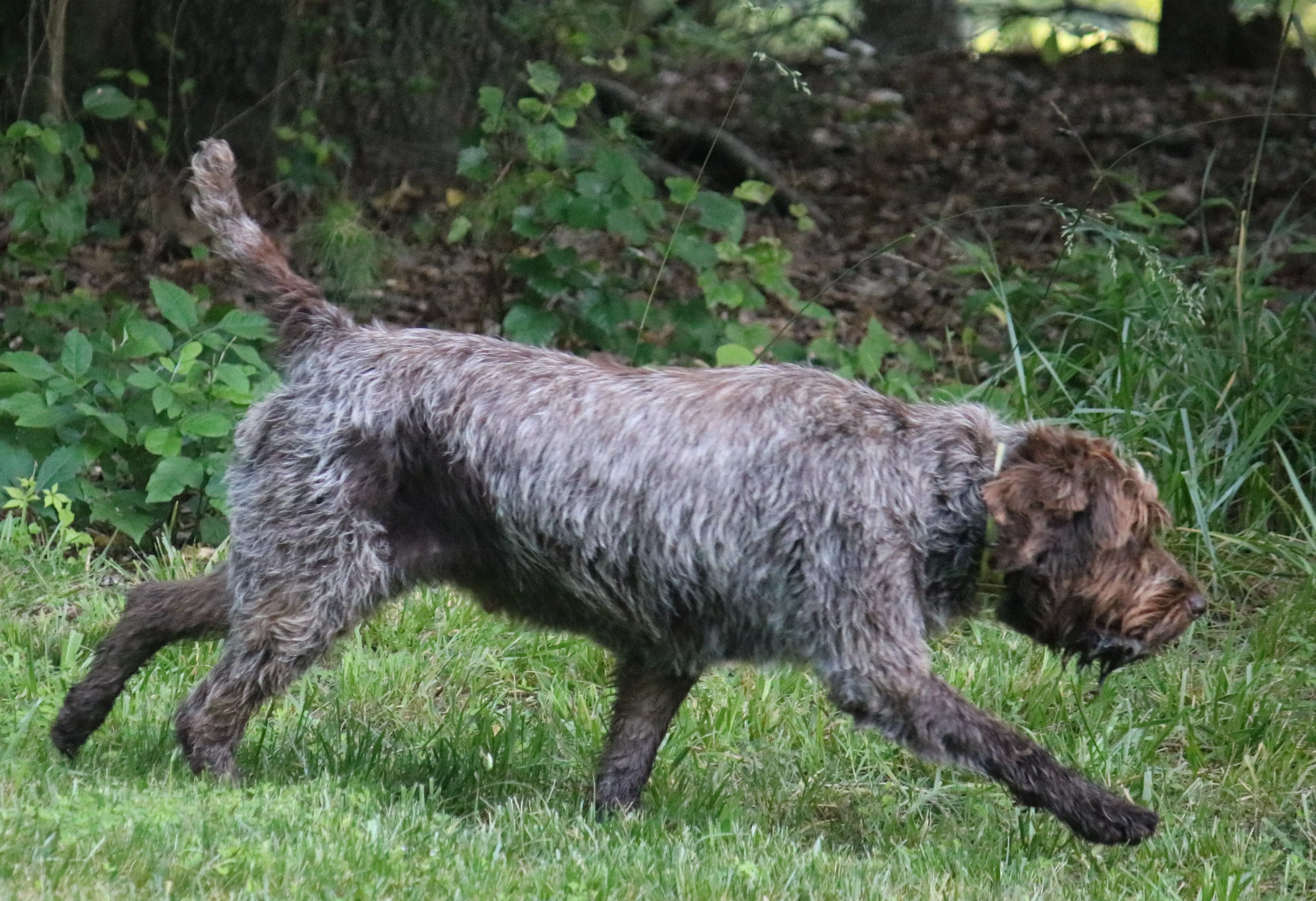 Wirehaired Pointing Griffon Wallpapers - Wallpaper Cave