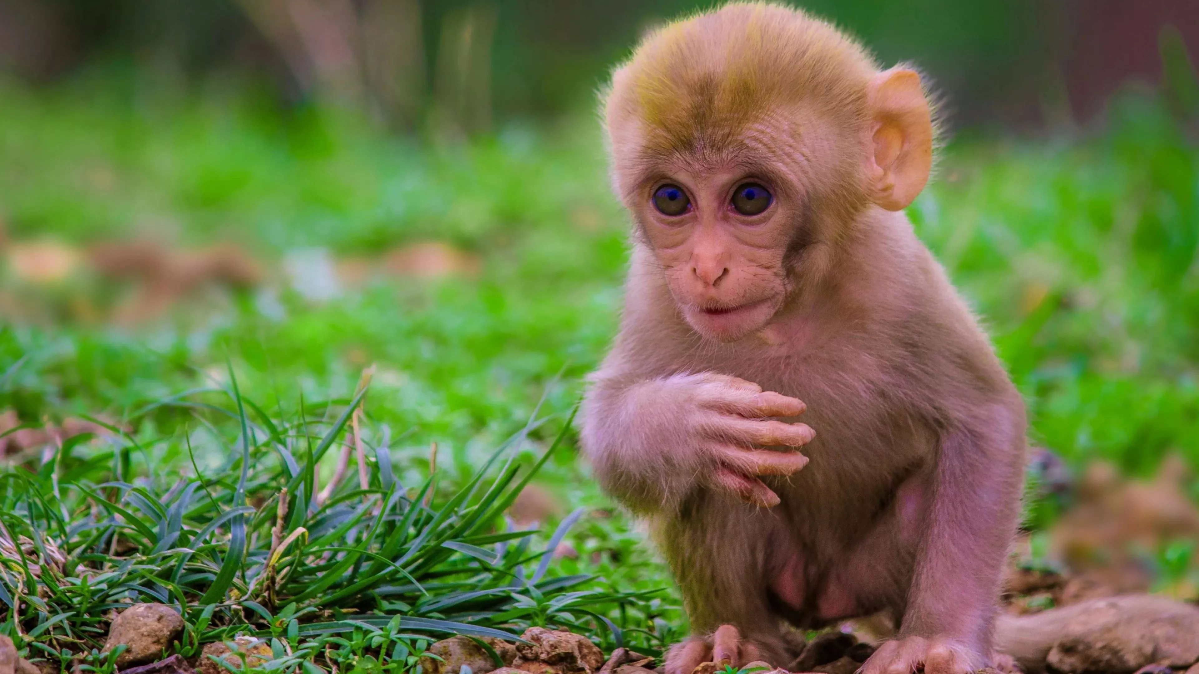 Monkeys 4k Wallpapers - Wallpaper Cave