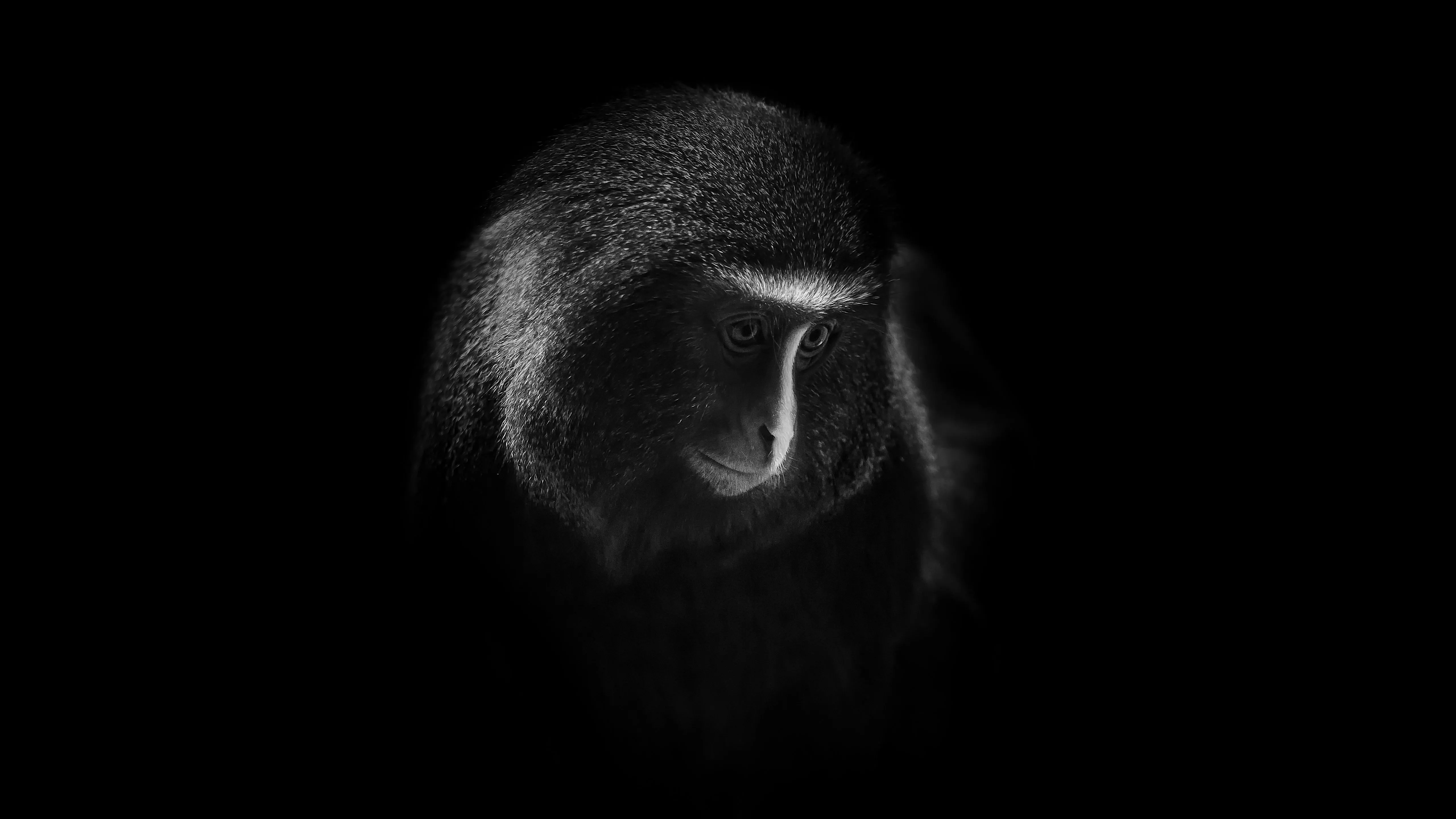 Monkeys 4k Wallpapers - Wallpaper Cave