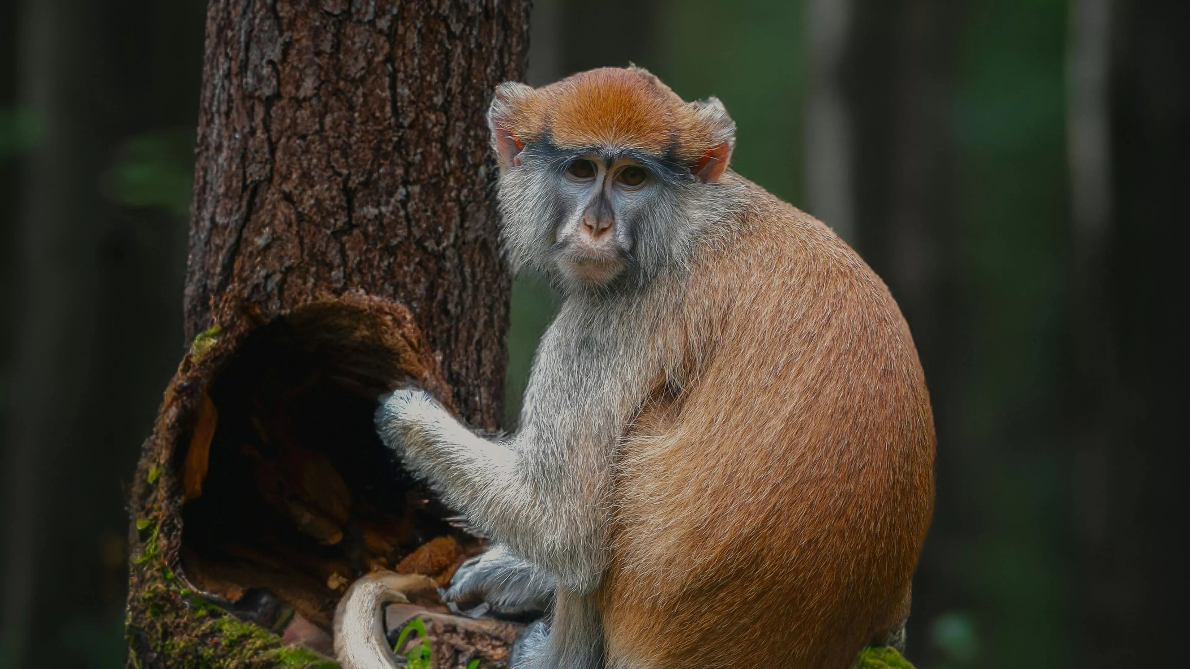 Monkeys 4k Wallpapers - Wallpaper Cave