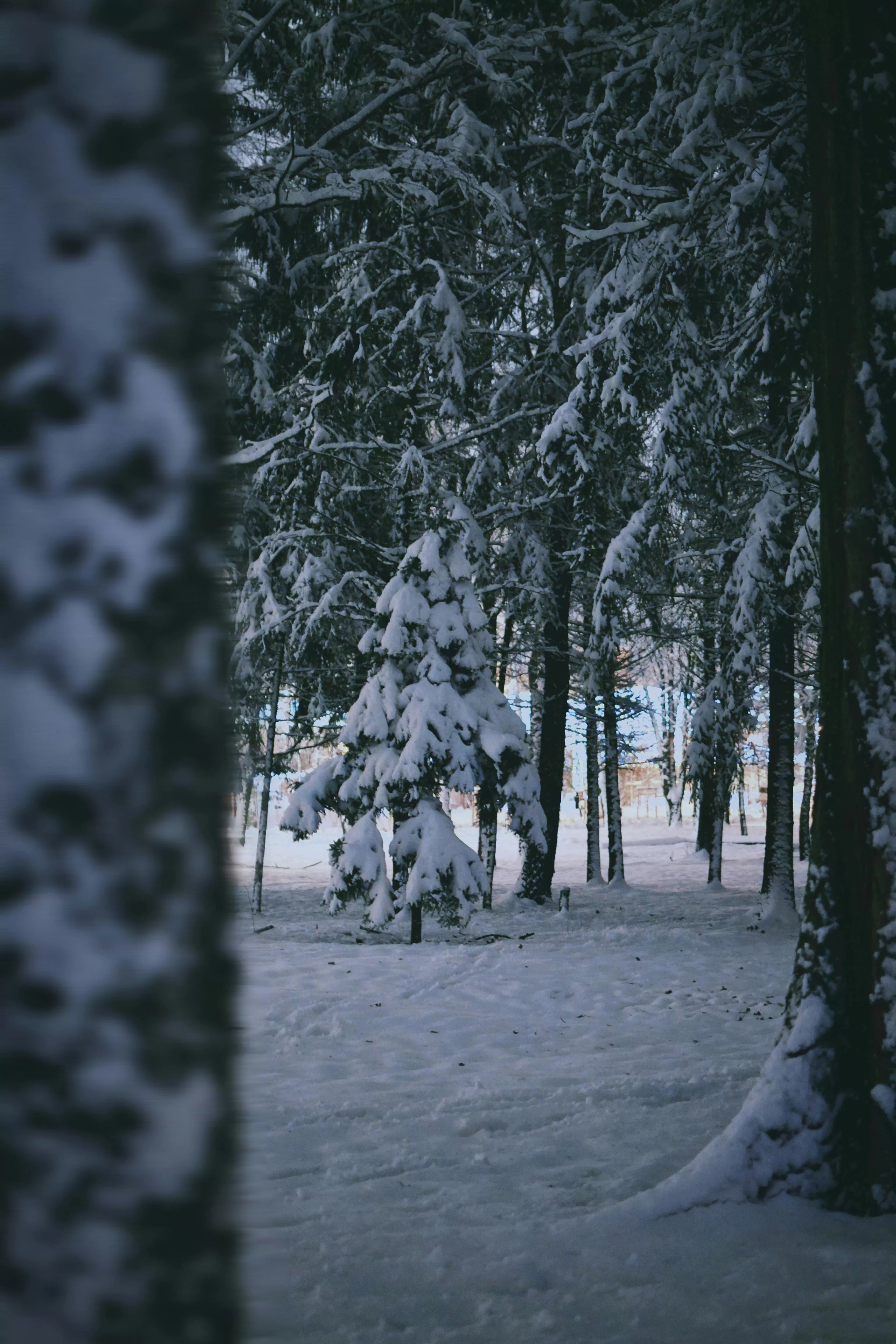 Snow Forest iPhone Wallpapers - Wallpaper Cave