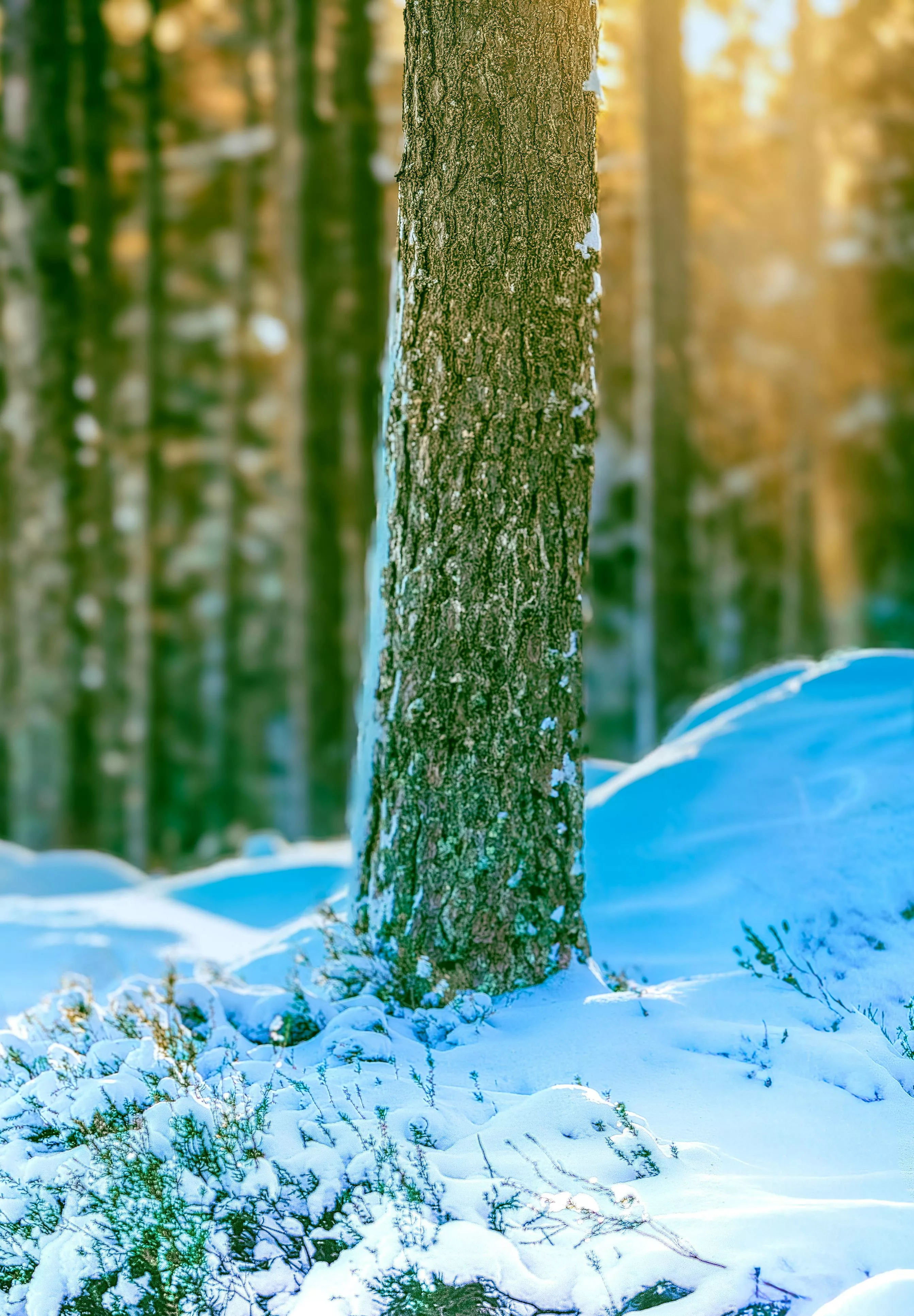 Snow Forest iPhone Wallpapers - Wallpaper Cave