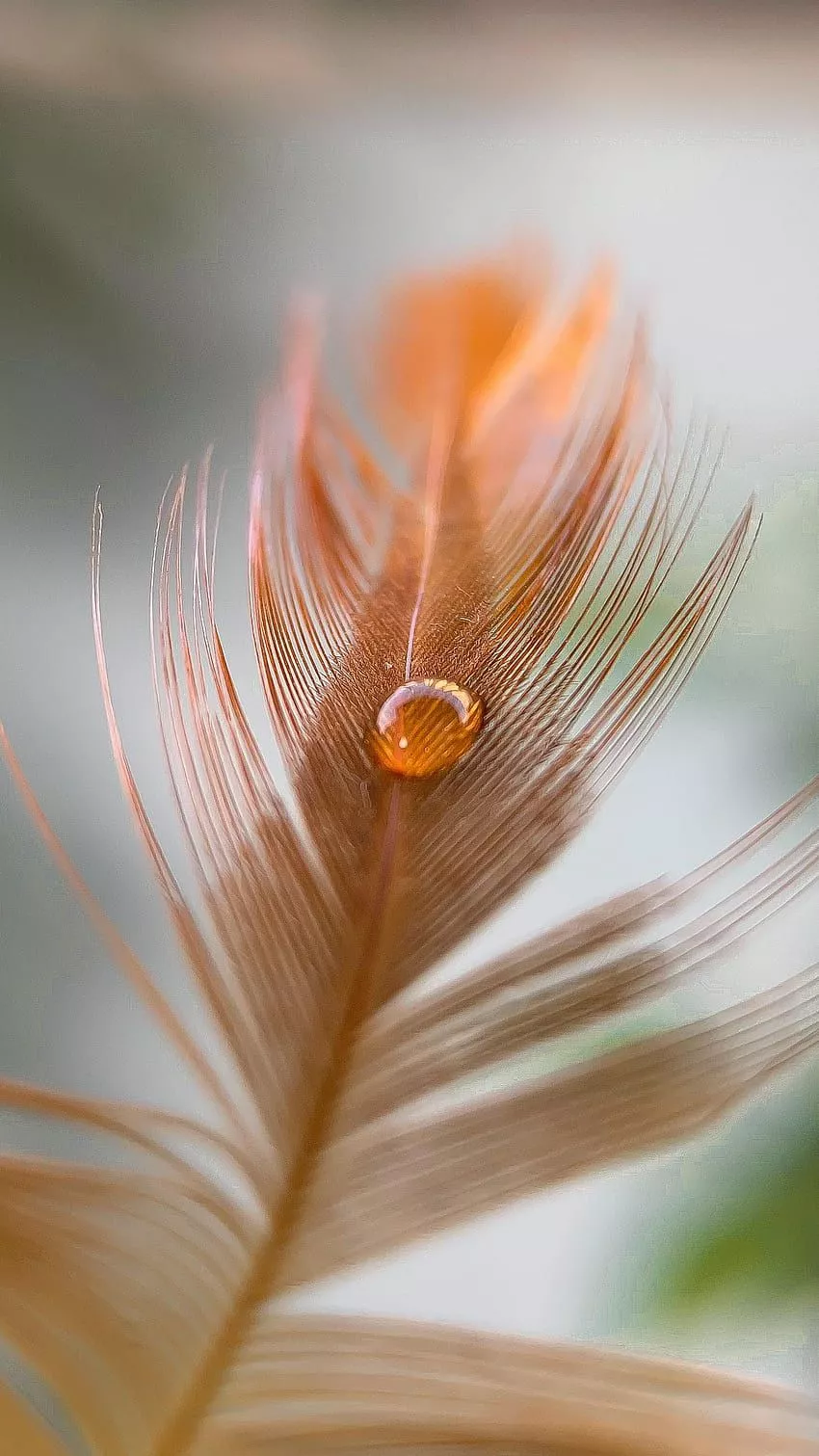 Feather Phone Wallpapers - Wallpaper Cave