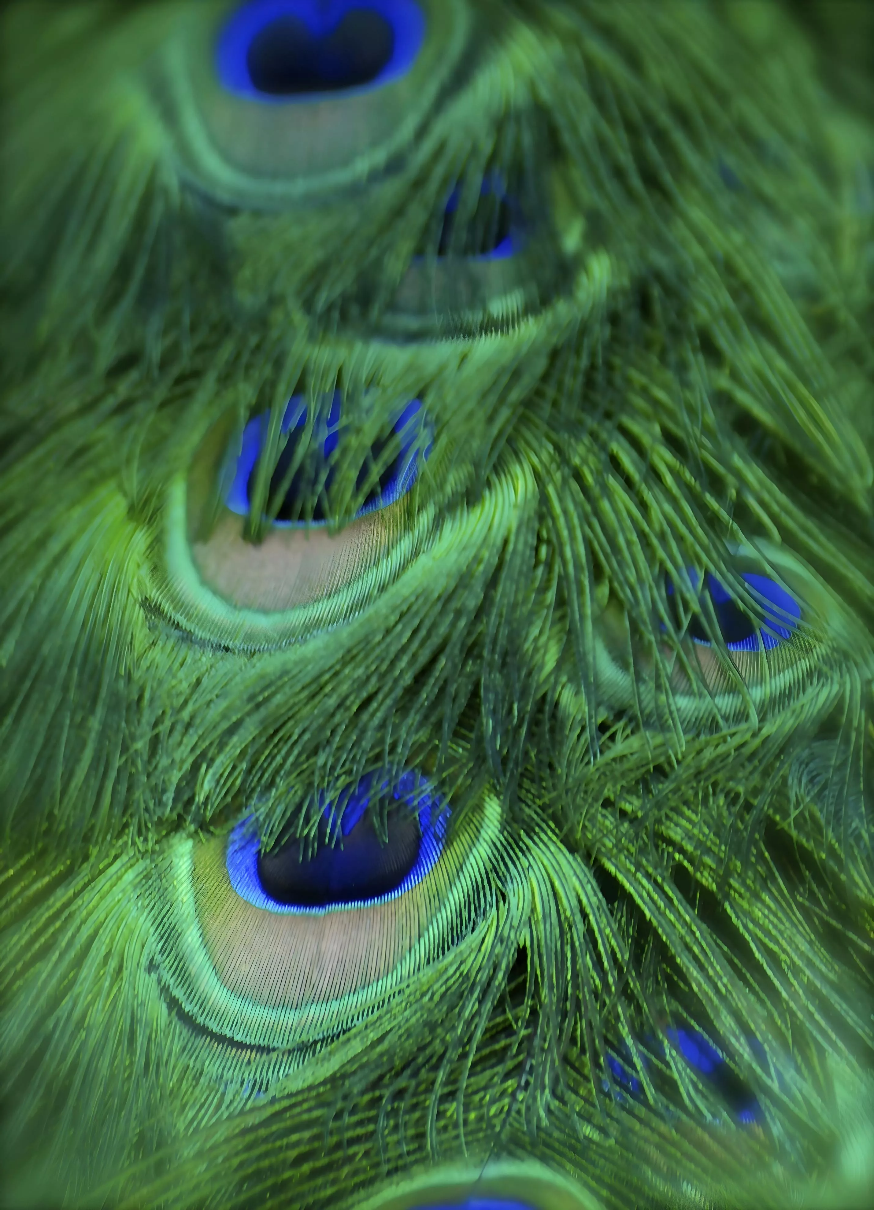 Feather Phone Wallpapers - Wallpaper Cave