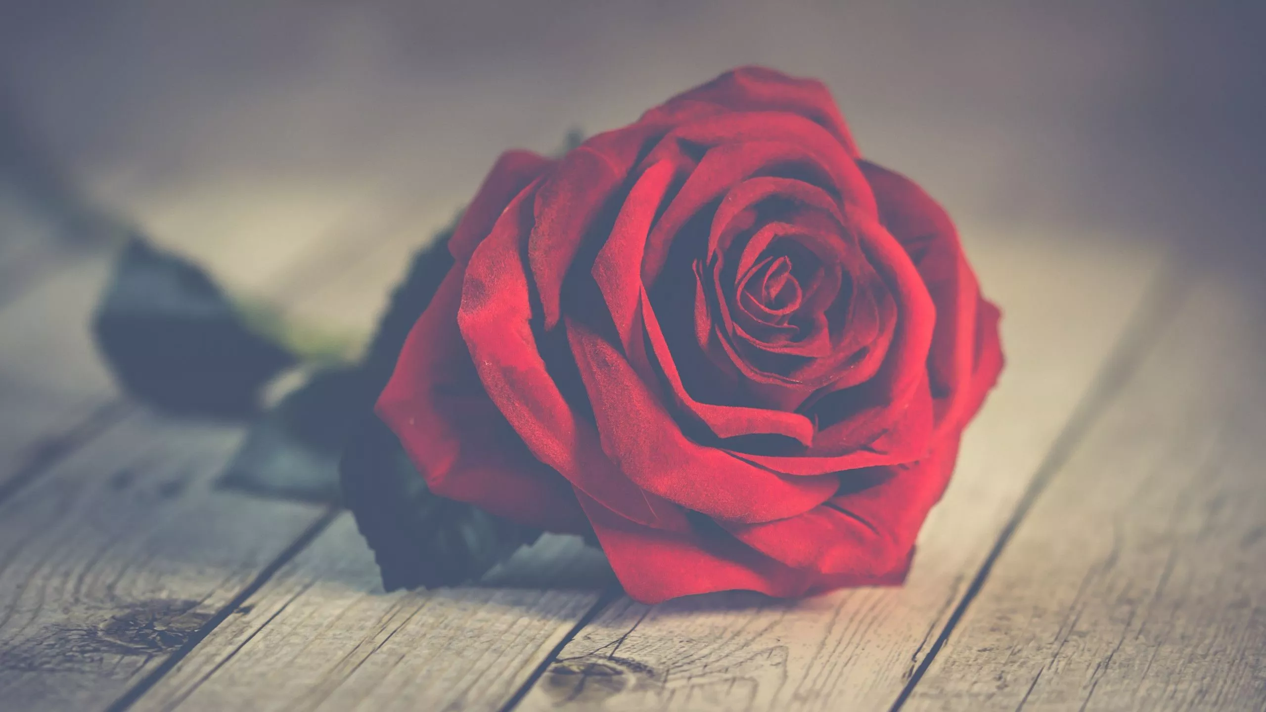 2560x1440 Rose Wallpapers - Wallpaper Cave