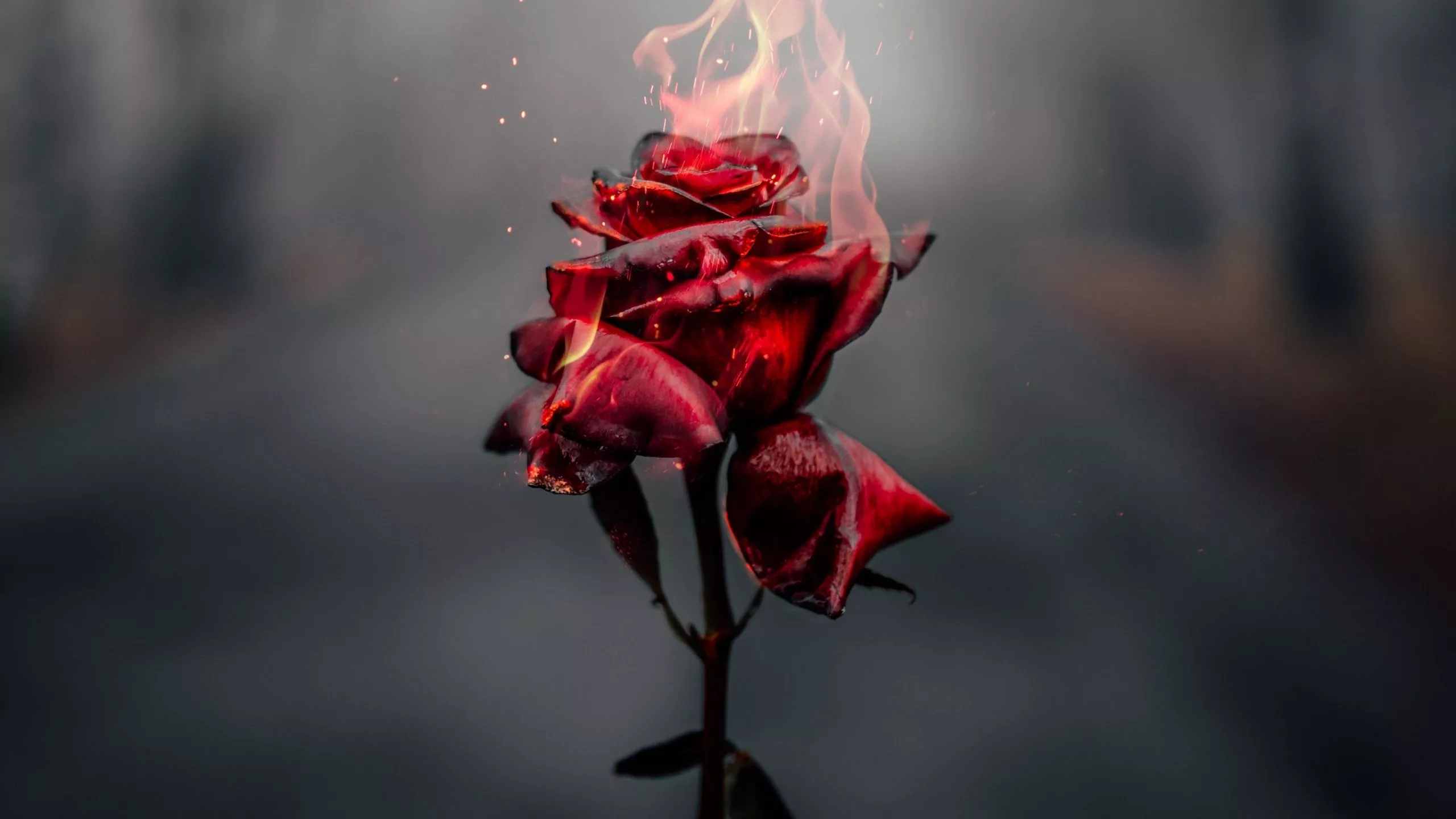 2560x1440 Rose Wallpapers - Wallpaper Cave