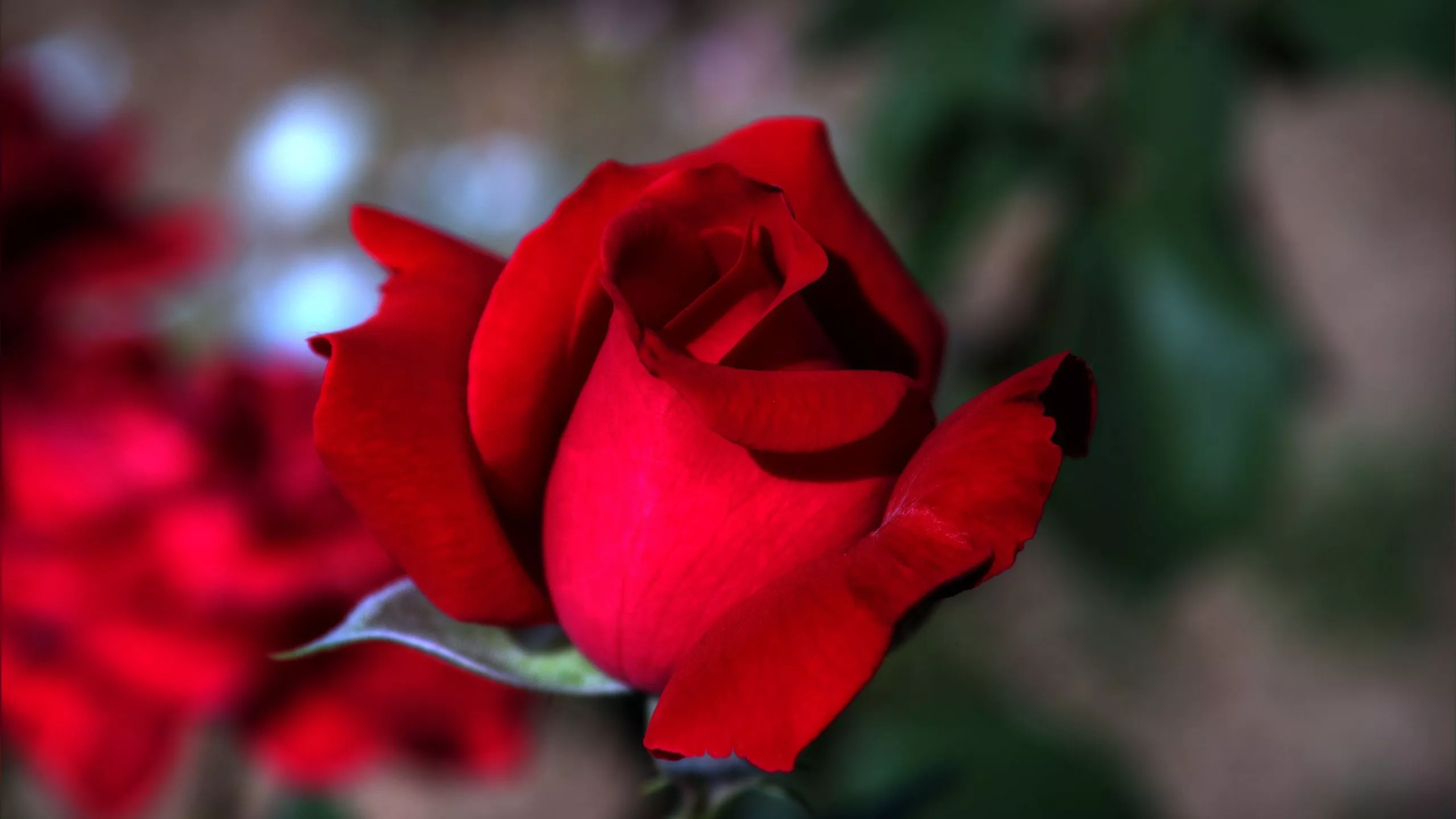 2560x1440 Rose Wallpapers - Wallpaper Cave