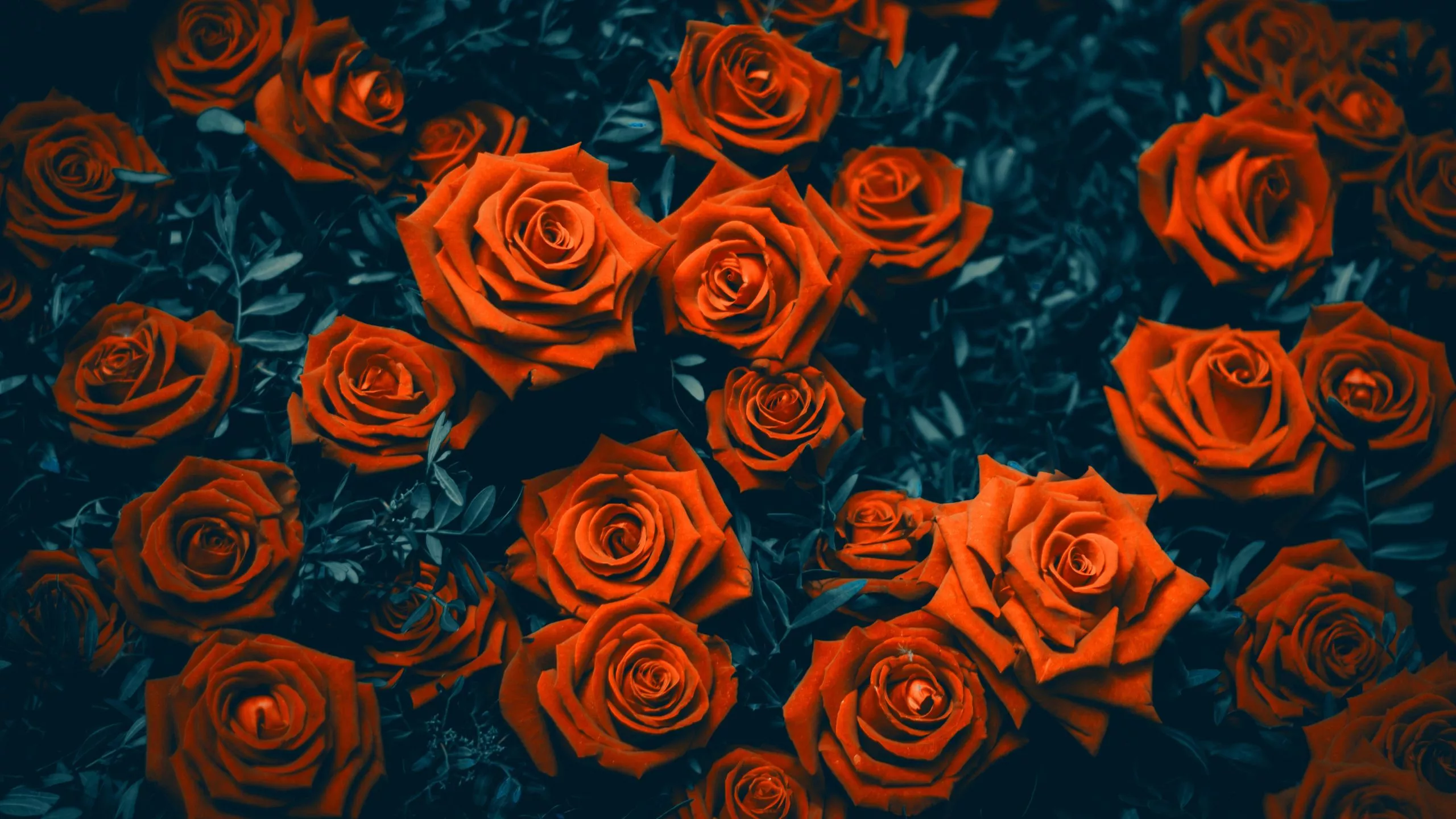2560x1440 Rose Wallpapers - Wallpaper Cave