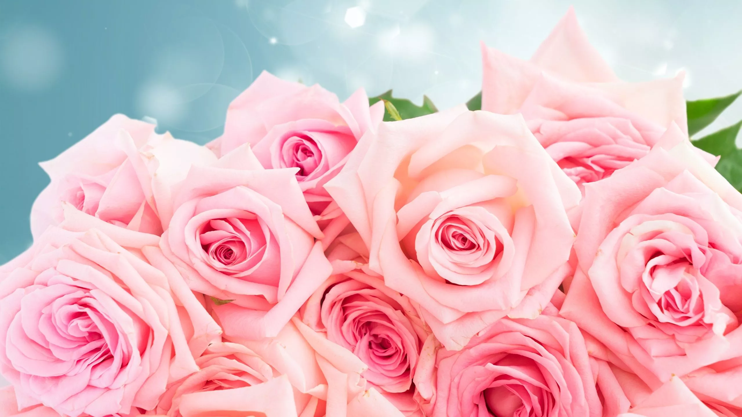 2560x1440 Rose Wallpapers - Wallpaper Cave