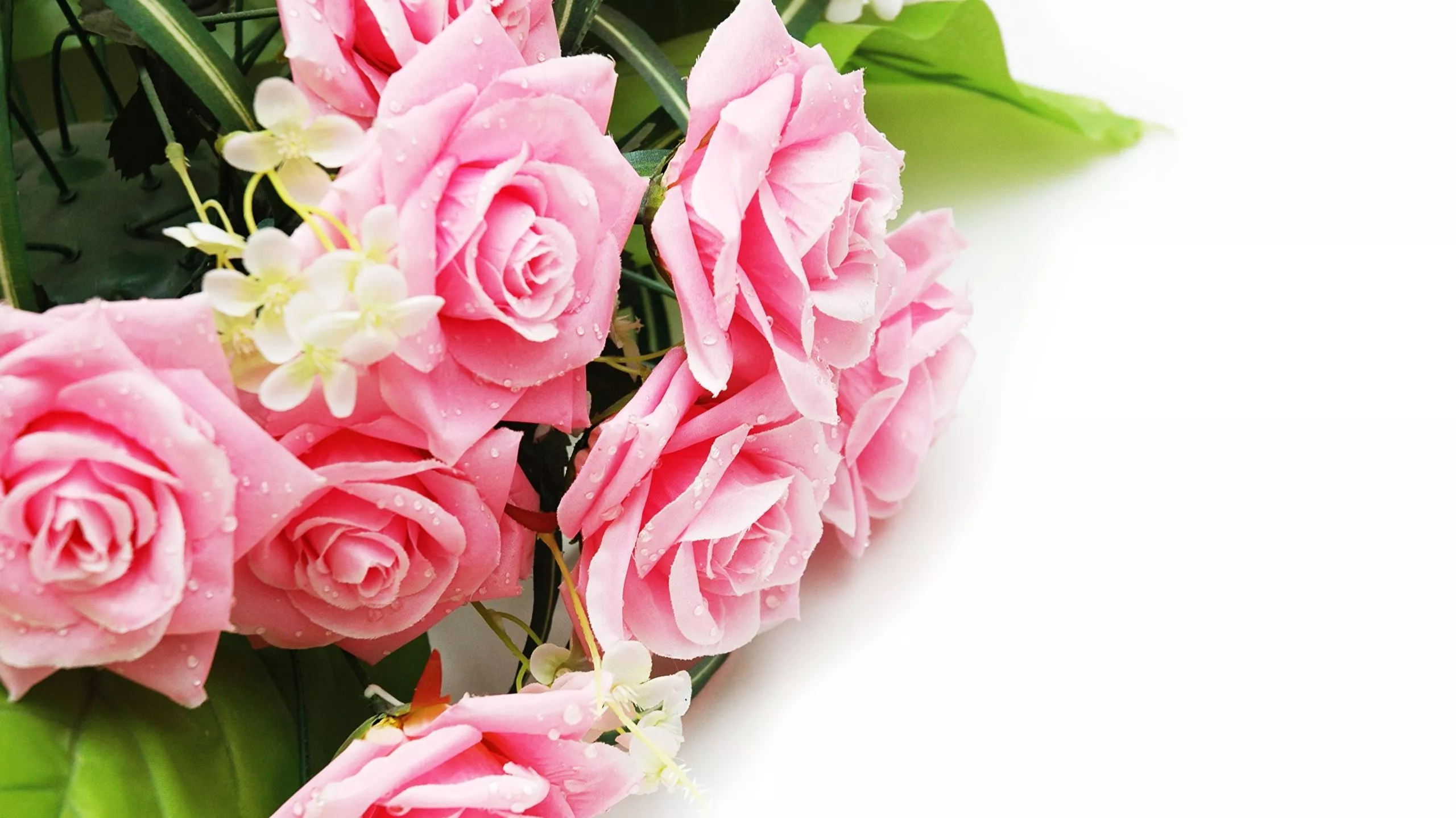 2560x1440 Rose Wallpapers - Wallpaper Cave