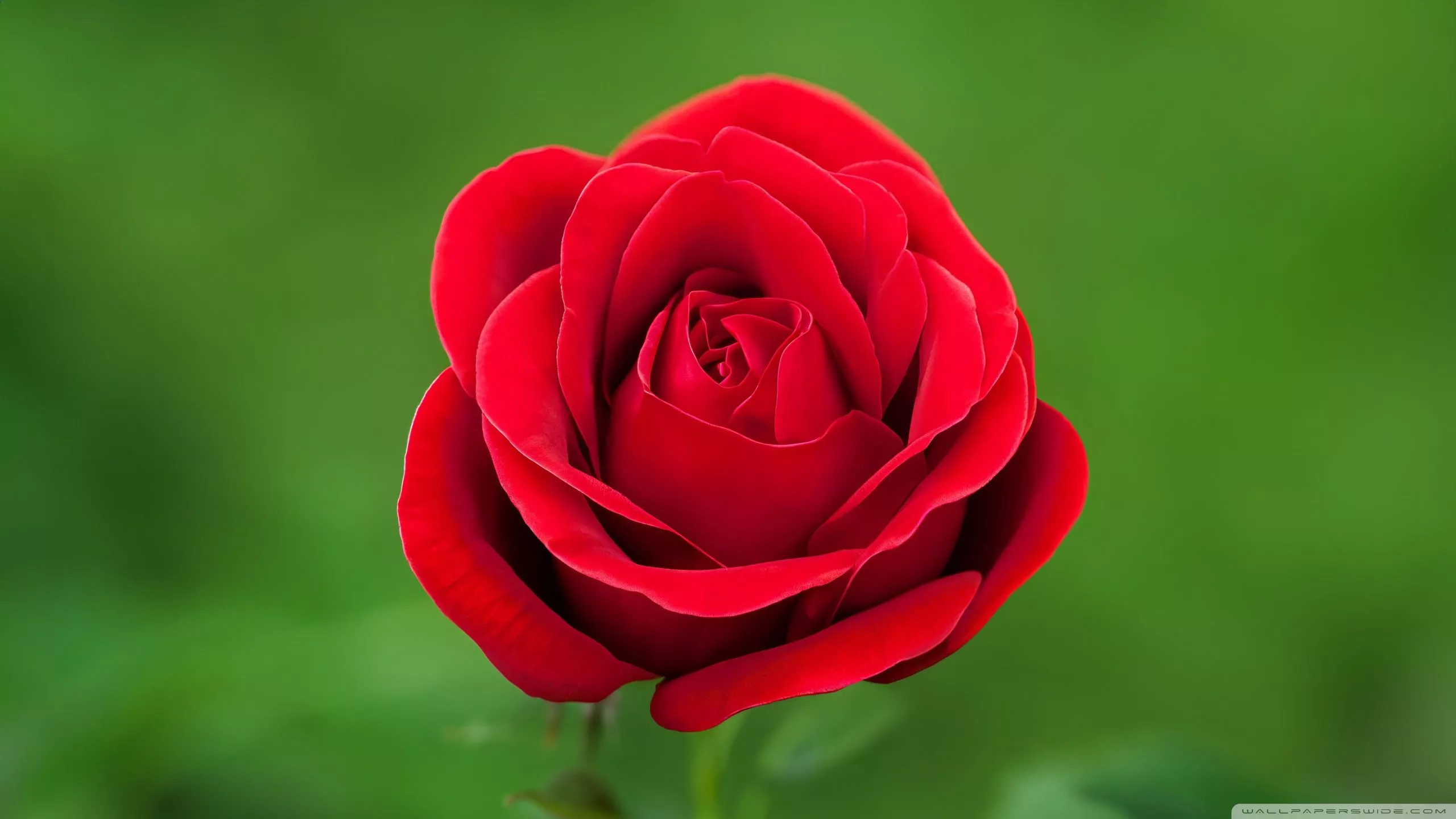 2560x1440 Rose Wallpapers - Wallpaper Cave