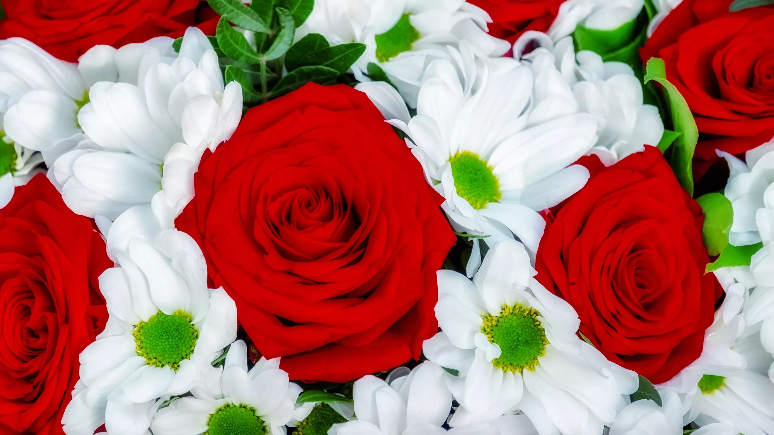 2560x1440 Rose Wallpapers - Wallpaper Cave