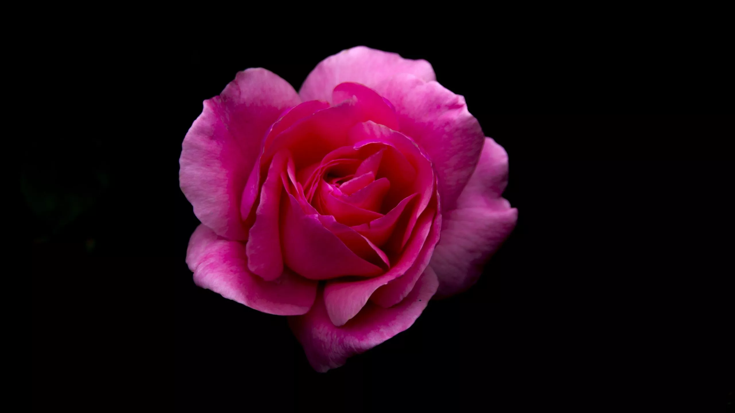 2560x1440 Rose Wallpapers - Wallpaper Cave
