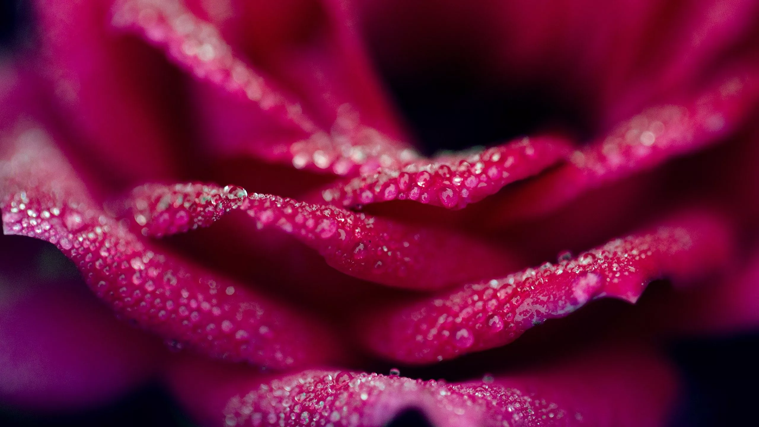 2560x1440 Rose Wallpapers - Wallpaper Cave