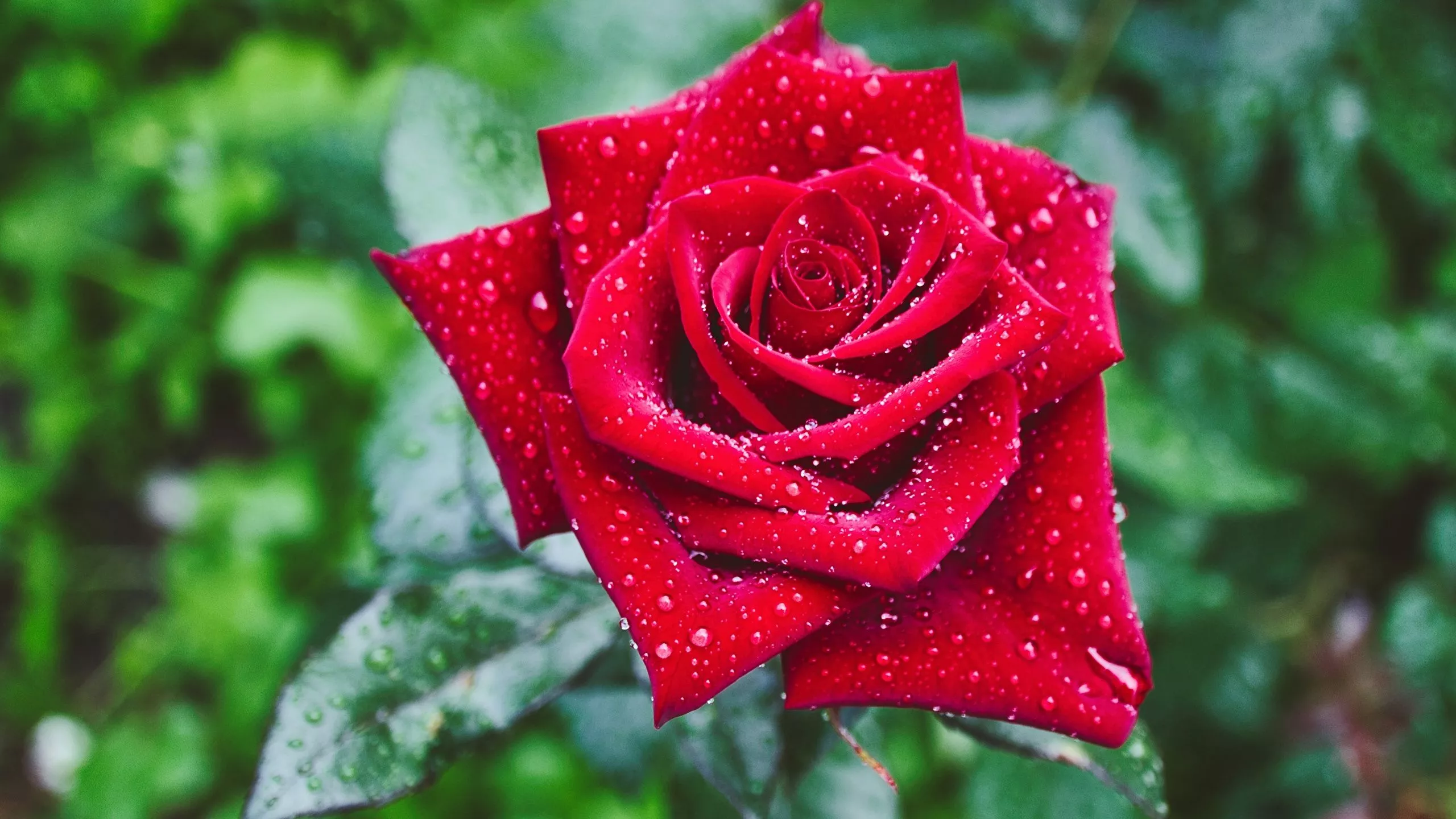 2560x1440 Rose Wallpapers - Wallpaper Cave