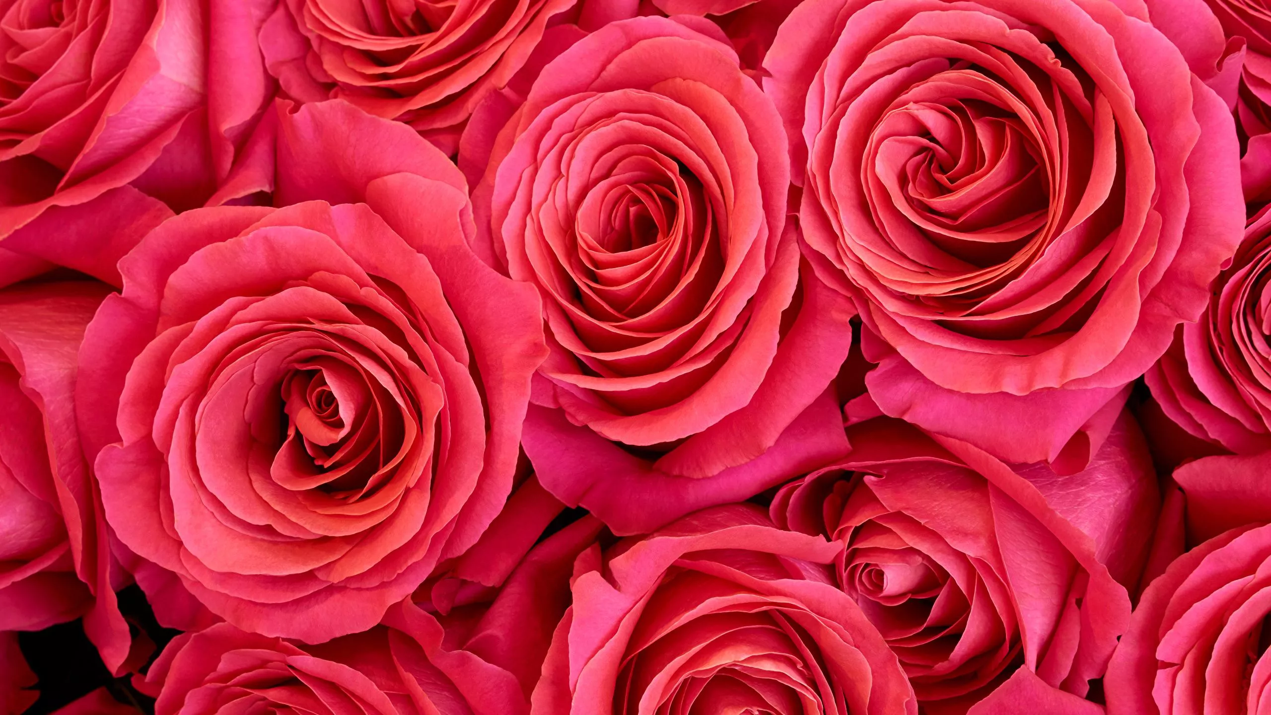 2560x1440 Rose Wallpapers - Wallpaper Cave