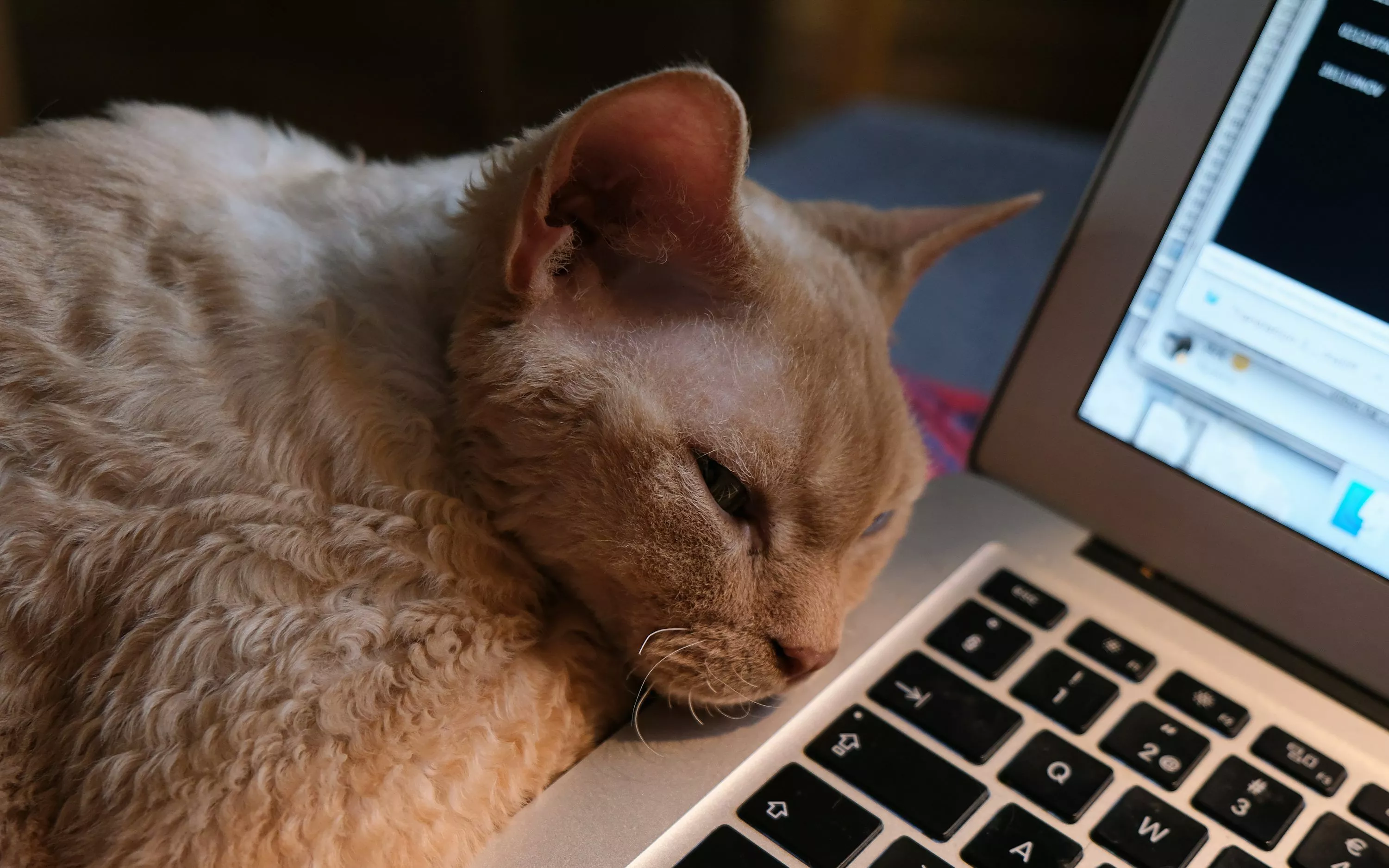Cute Cat Laptop Wallpapers - Wallpaper Cave