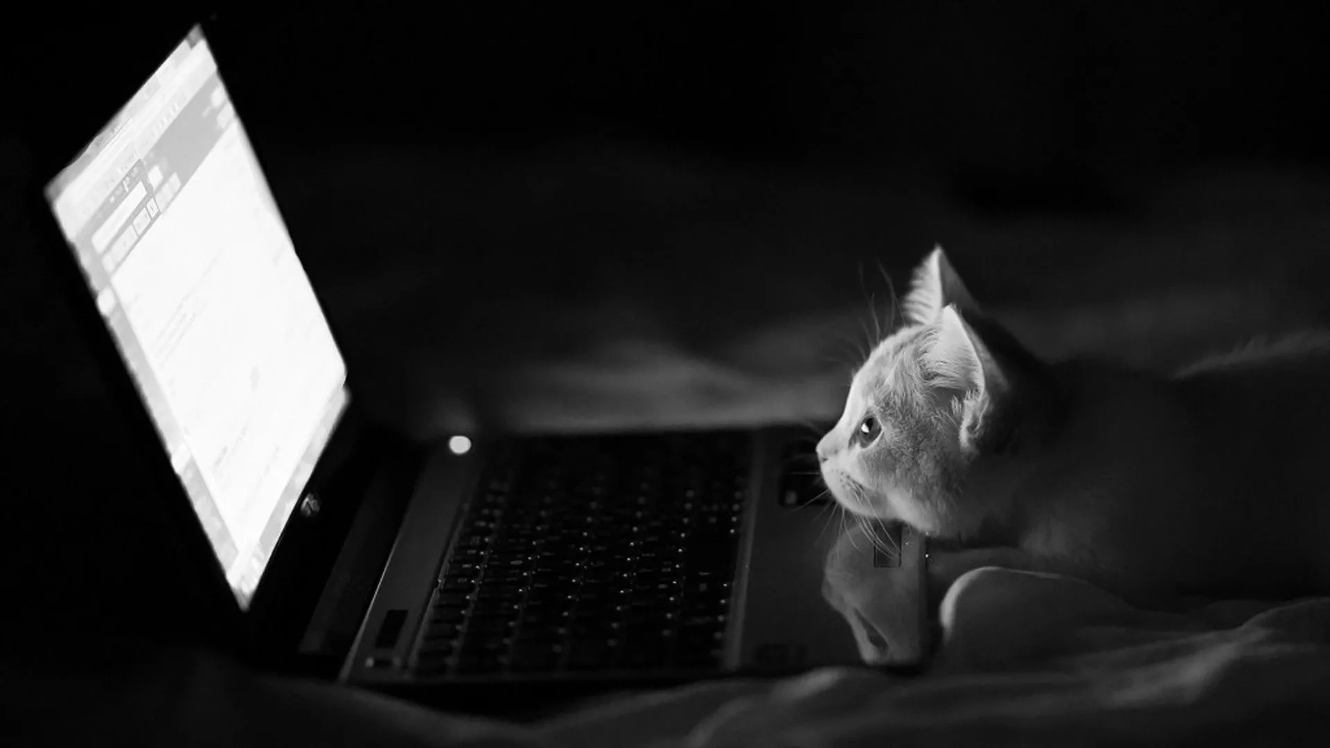 Cute Cat Laptop Wallpapers - Wallpaper Cave