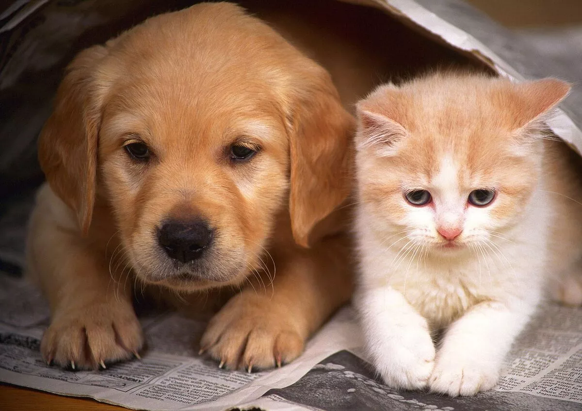 Cute Cat Laptop Wallpapers - Wallpaper Cave