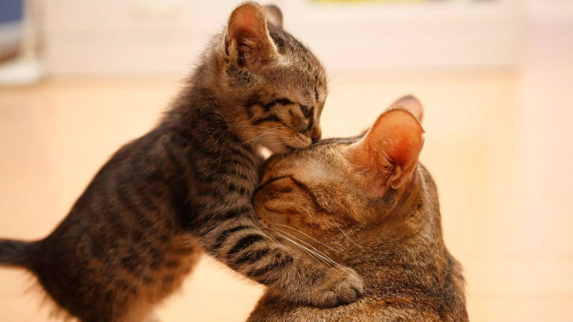 Cute Cat Laptop Wallpapers - Wallpaper Cave