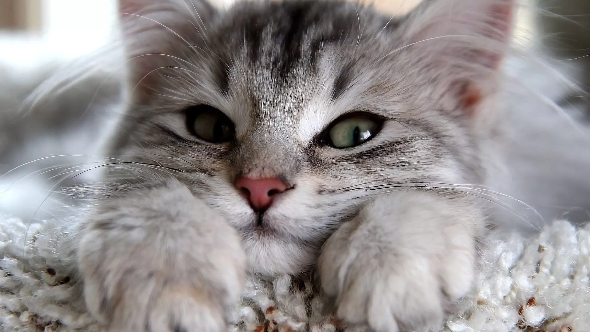 Cute Cat Laptop Wallpapers - Wallpaper Cave