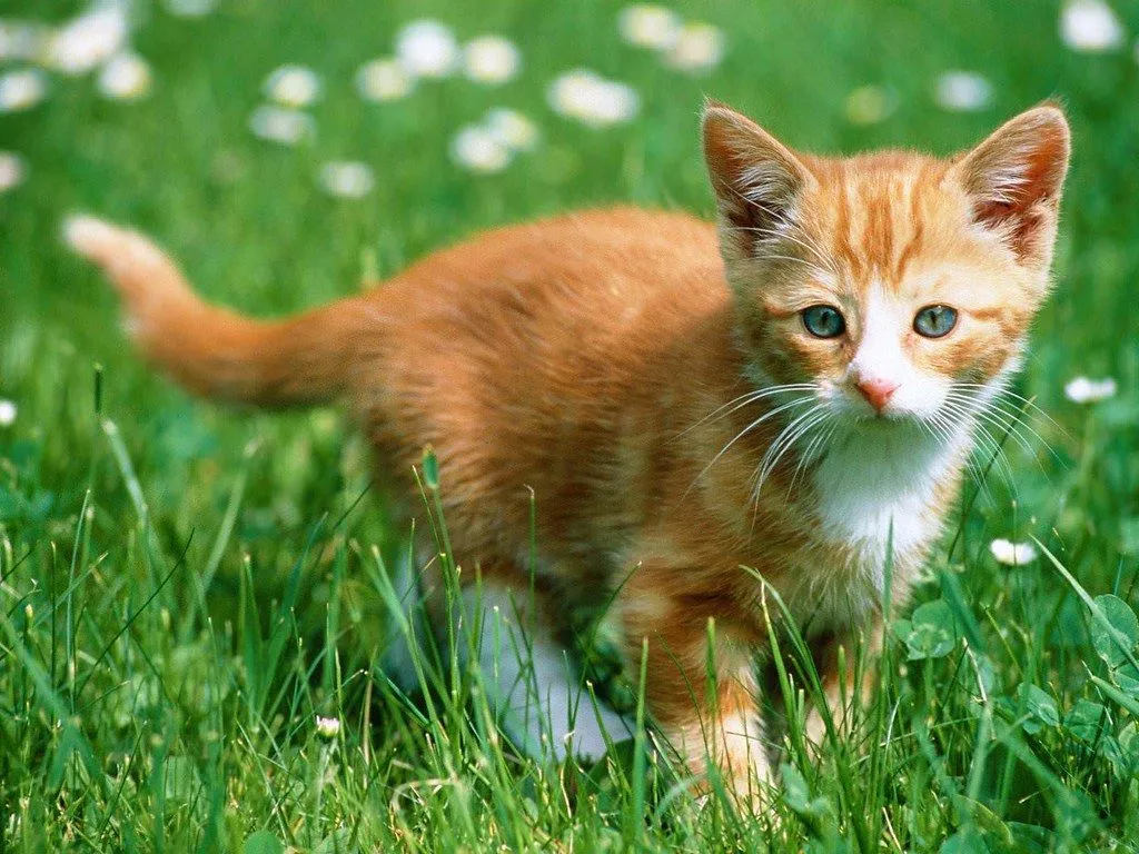 Cute Cat Laptop Wallpapers - Wallpaper Cave