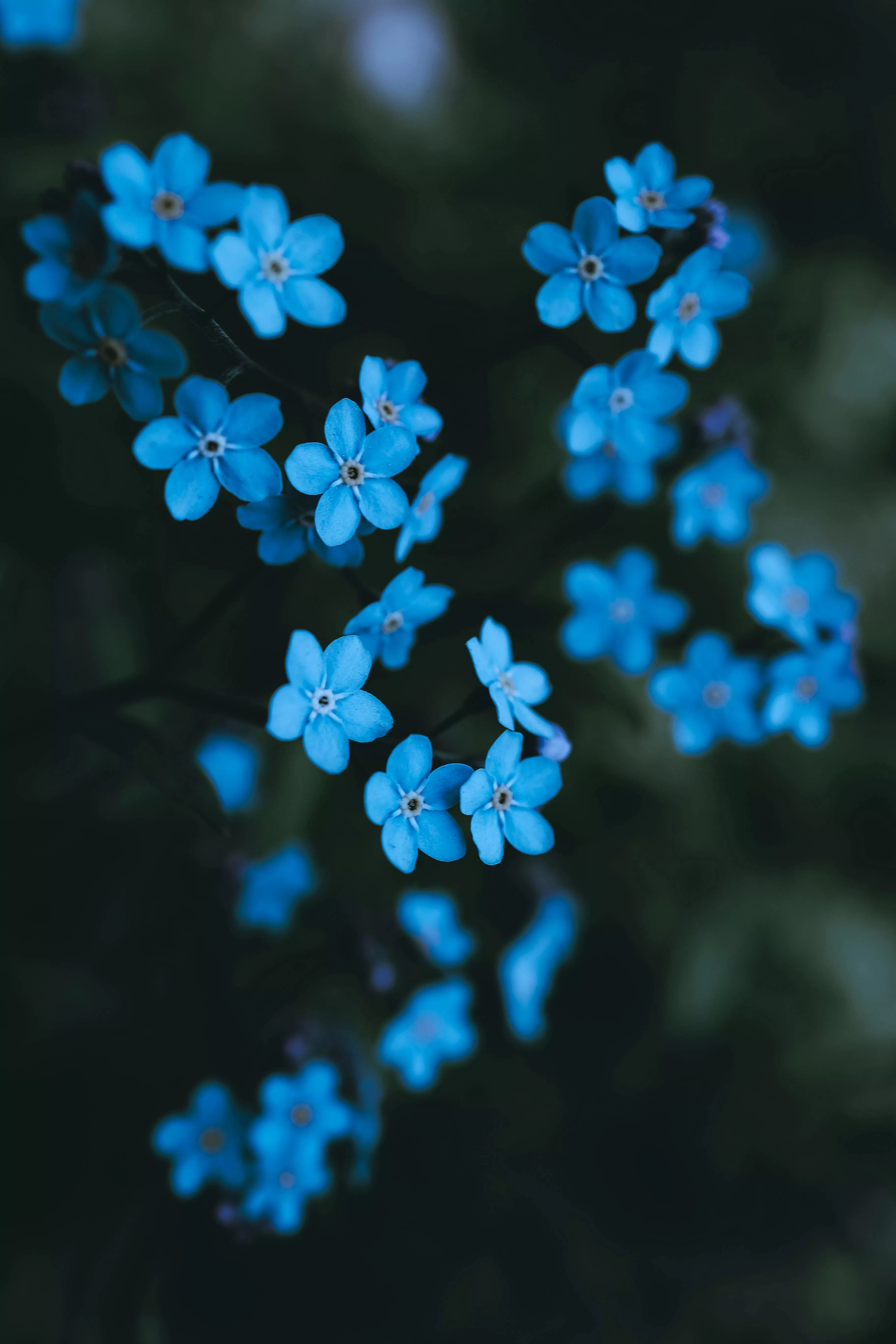 Forget-me-not Flower Wallpapers - Wallpaper Cave
