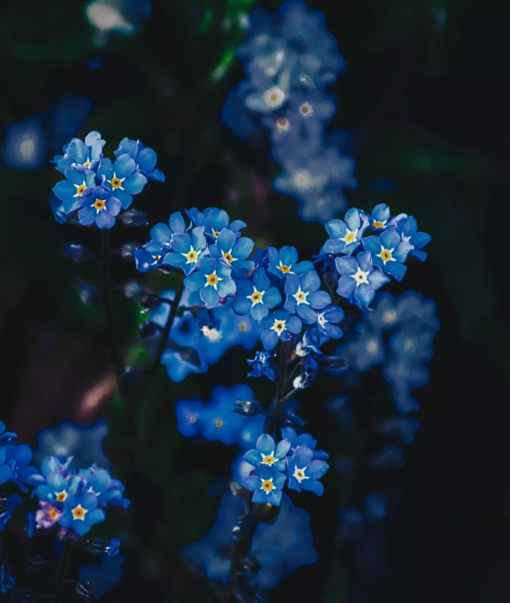 Forget-me-not Flower Wallpapers - Wallpaper Cave