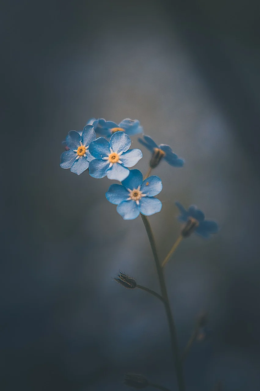 Forget-me-not Flower Wallpapers - Wallpaper Cave