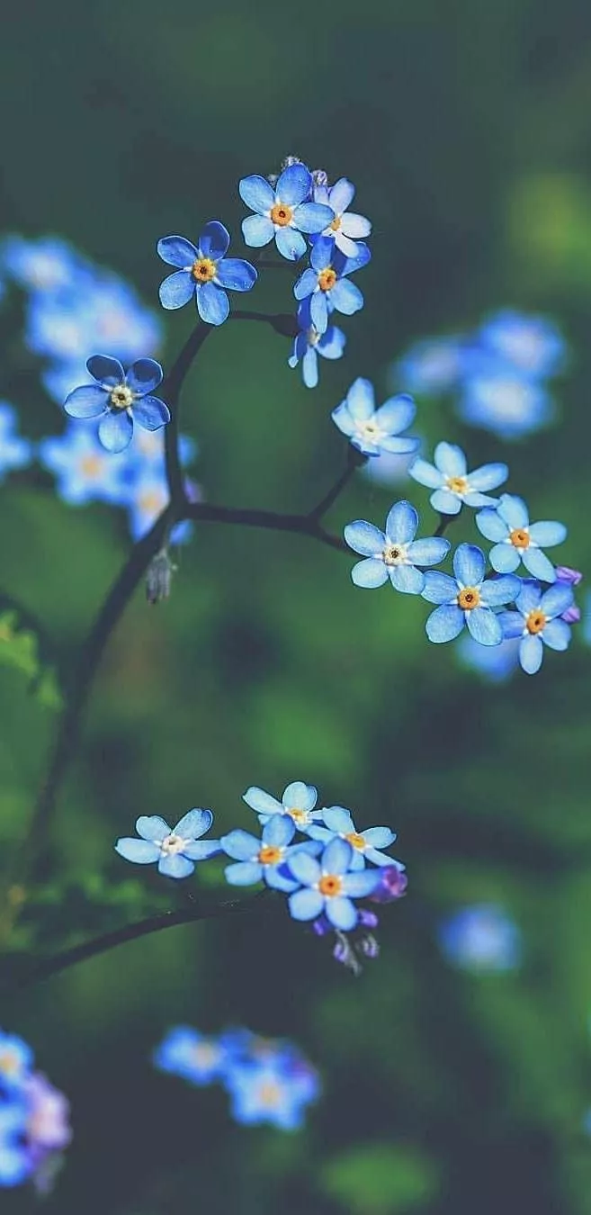 Forget-me-not Flower Wallpapers - Wallpaper Cave