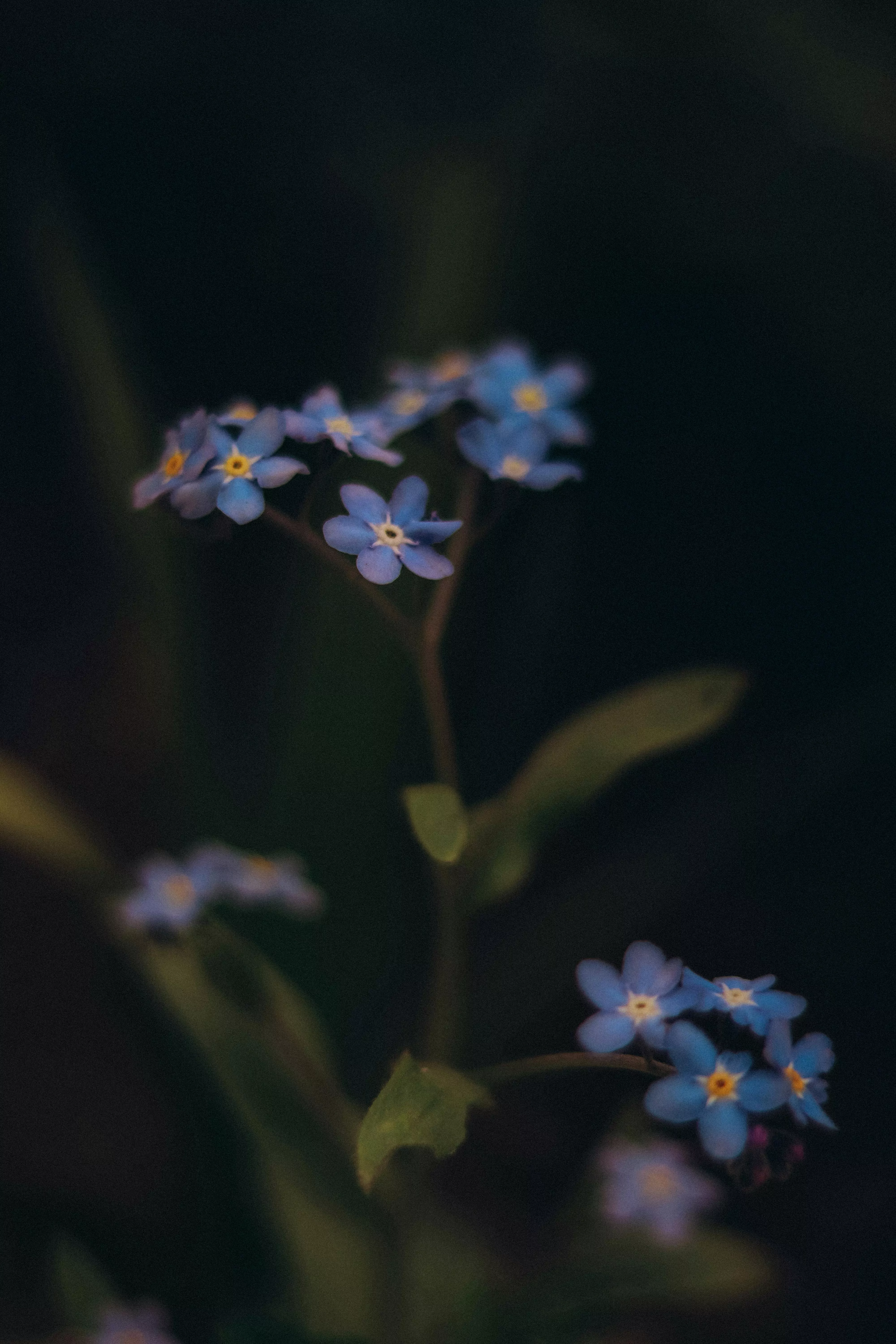 Forget-me-not Flower Wallpapers - Wallpaper Cave