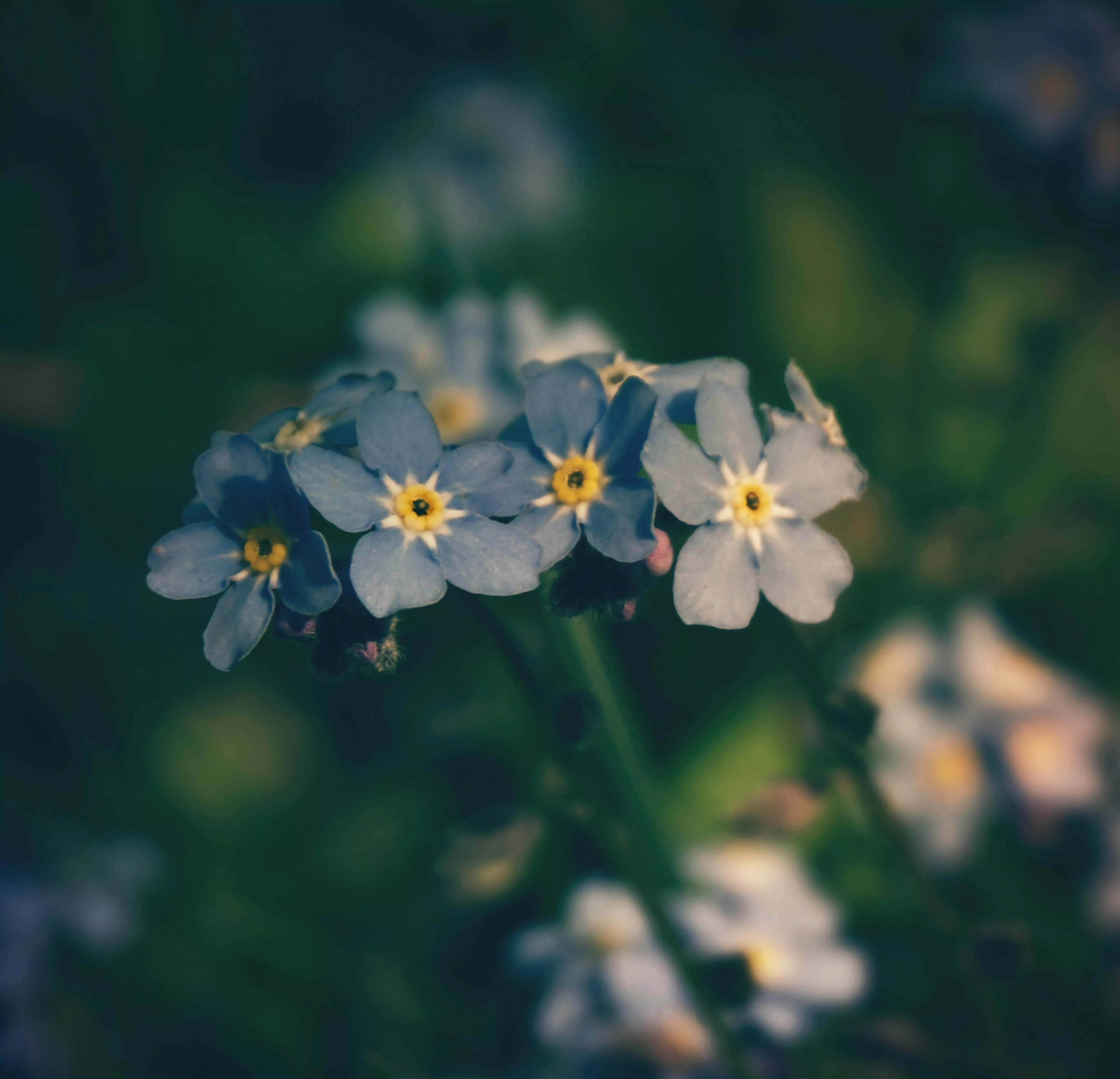 Forget-me-not Flower Wallpapers - Wallpaper Cave