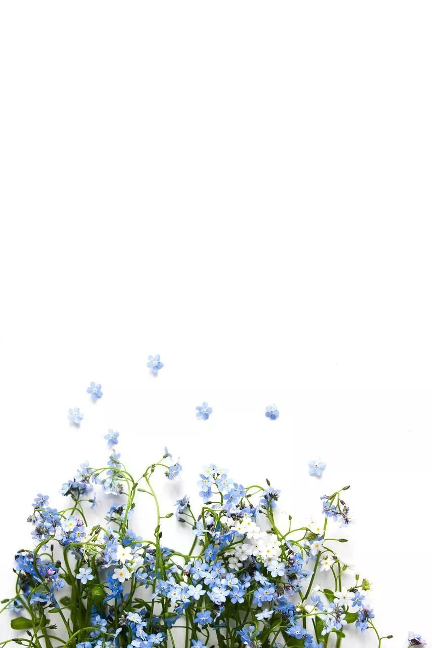Forget-me-not Flower Wallpapers - Wallpaper Cave