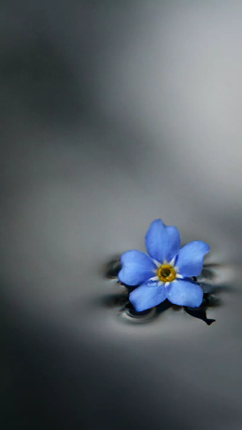 Forget-me-not Flower Wallpapers - Wallpaper Cave