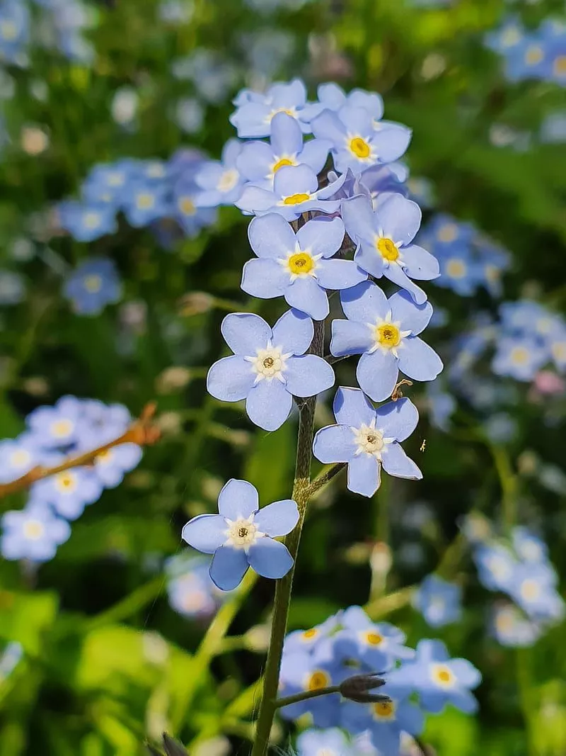 Forget-me-not Flower Wallpapers - Wallpaper Cave