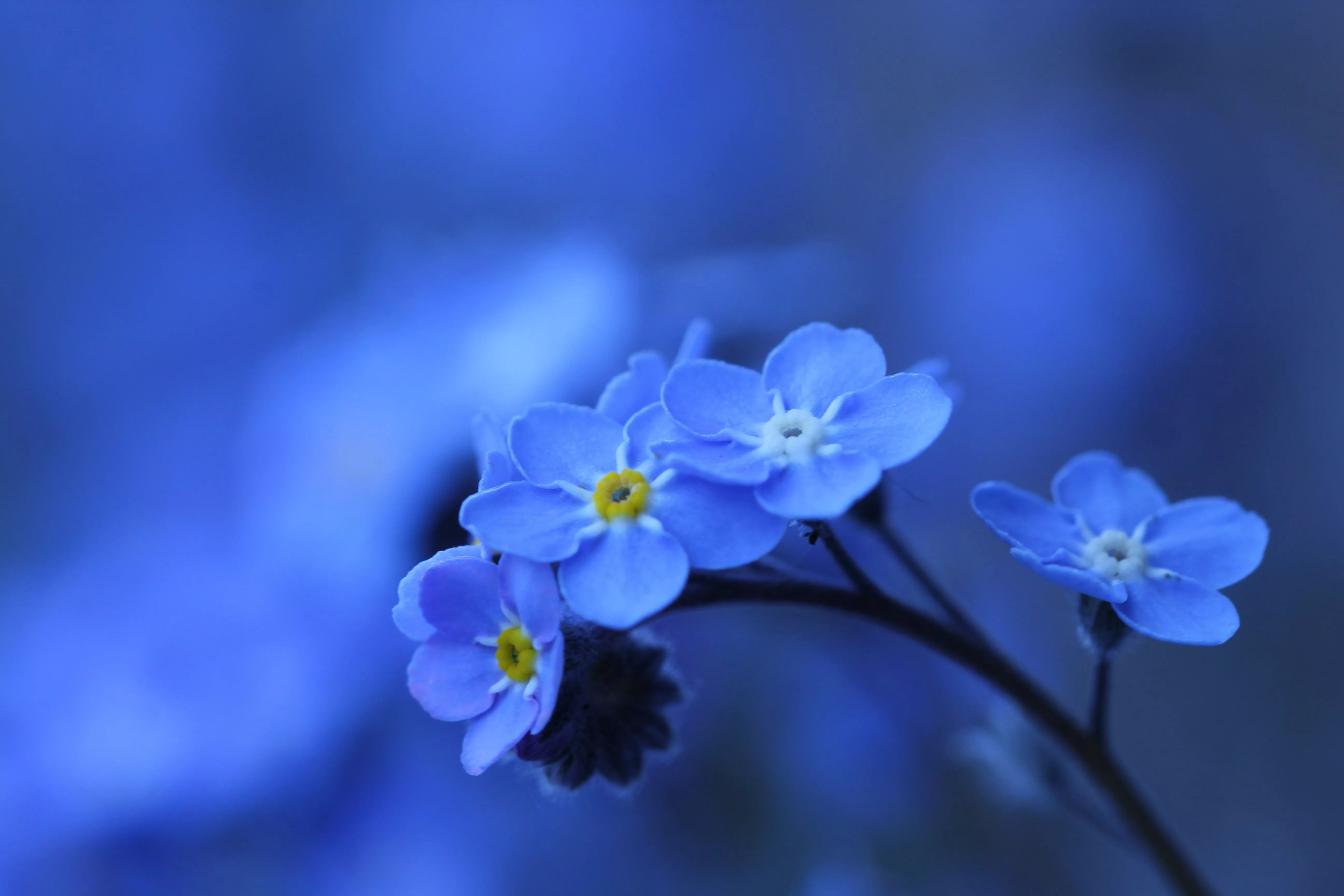 Forget-me-not Flower Wallpapers - Wallpaper Cave