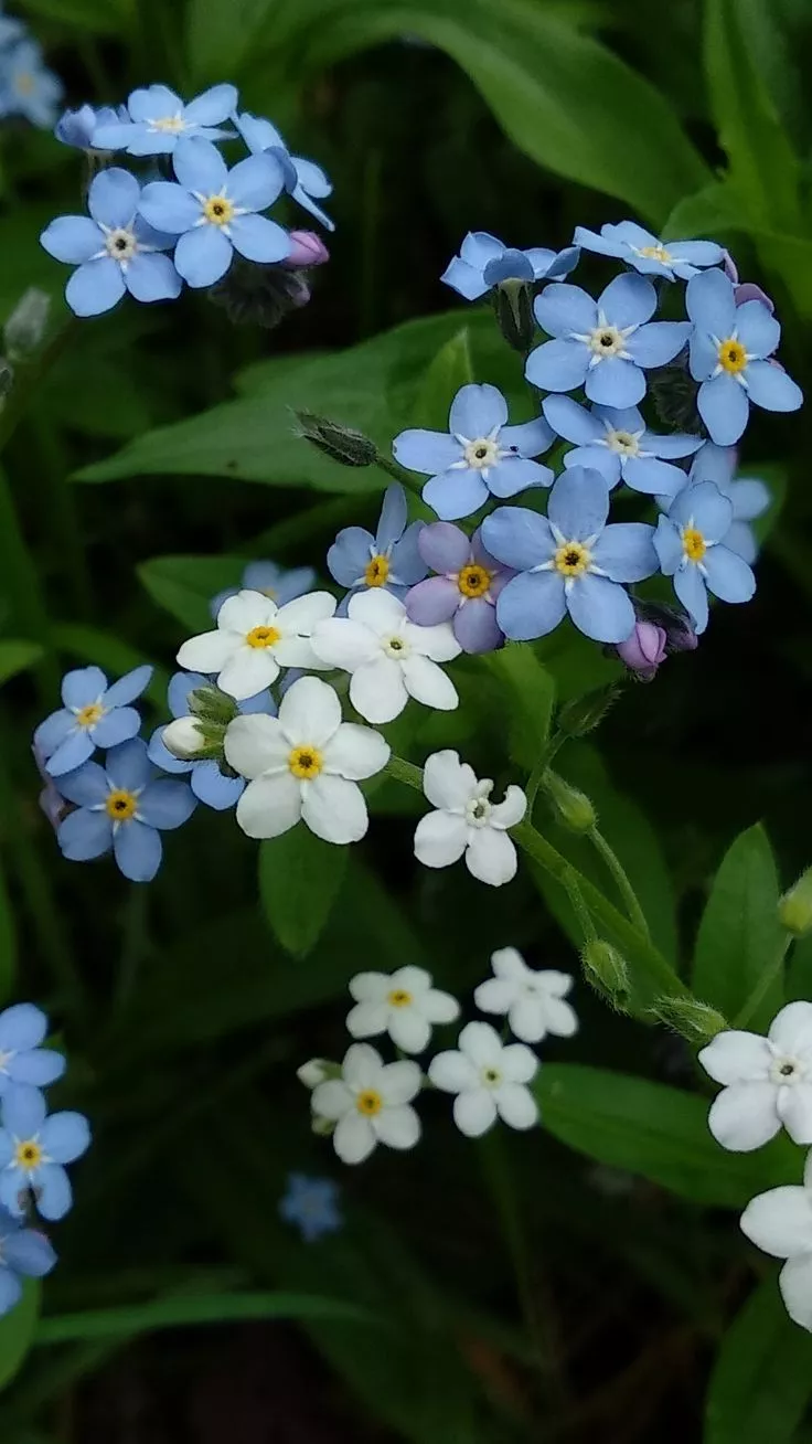 Forget-me-not Flower Wallpapers - Wallpaper Cave