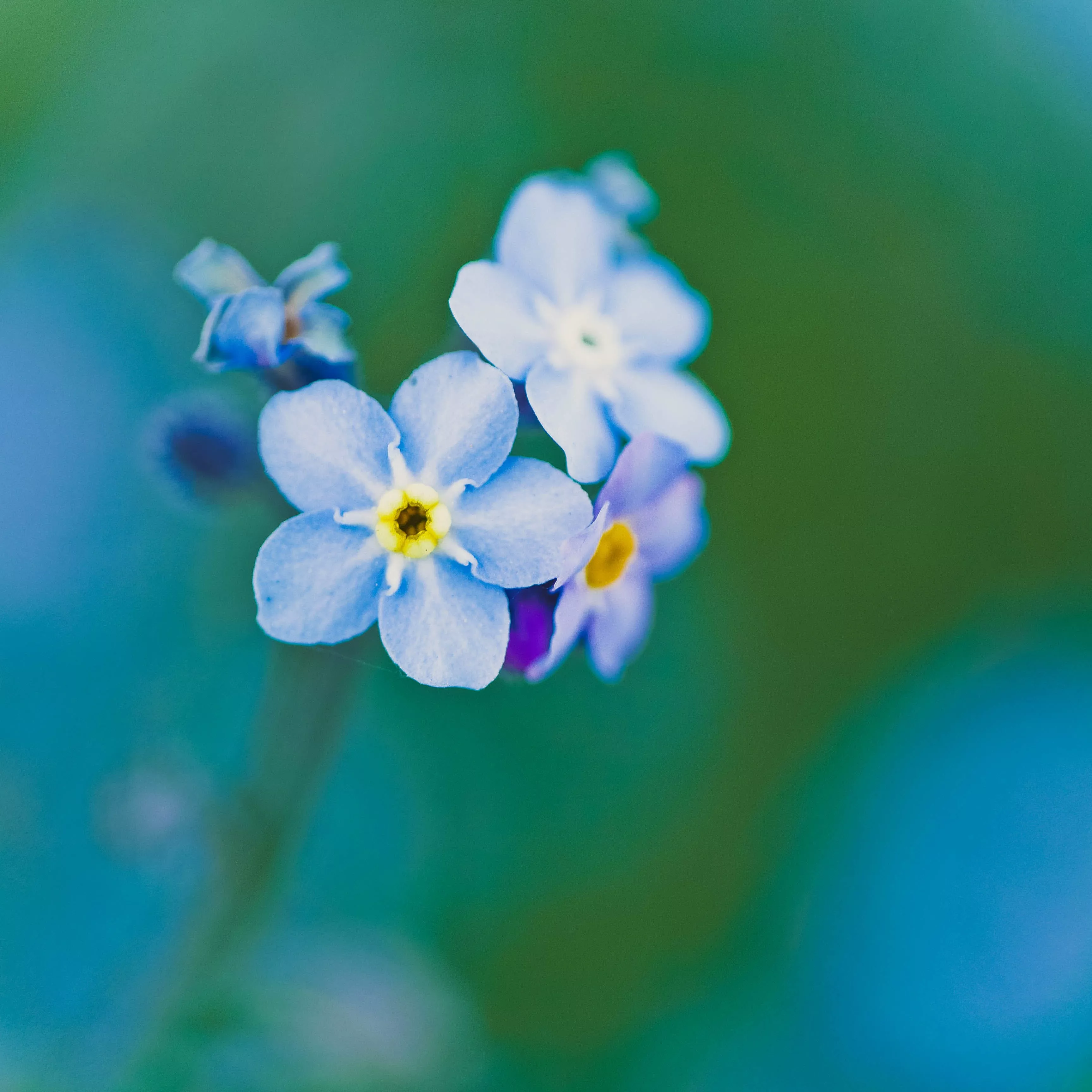 Forget-me-not Flower Wallpapers - Wallpaper Cave