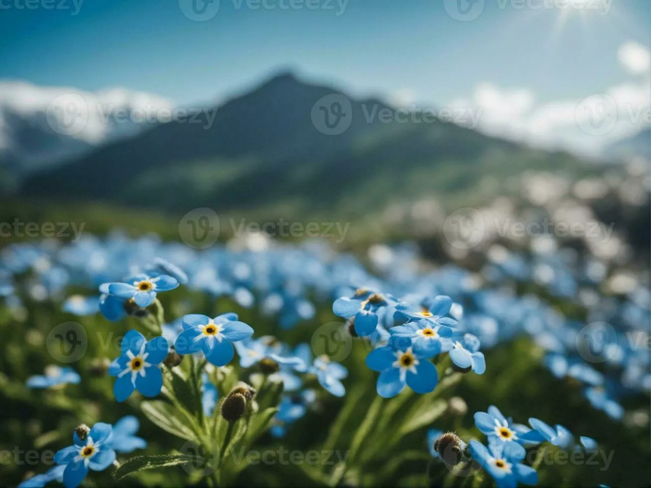Forget-me-not Flower Wallpapers - Wallpaper Cave