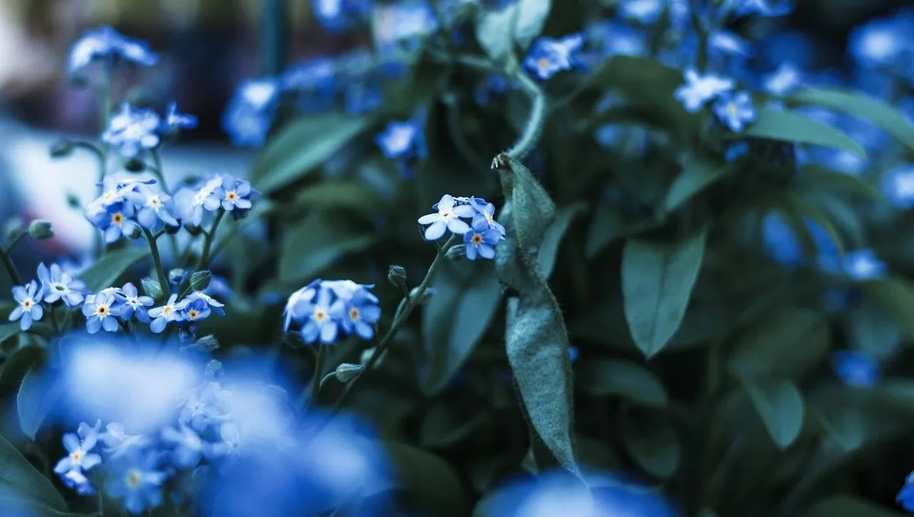Forget-me-not Flower Wallpapers - Wallpaper Cave