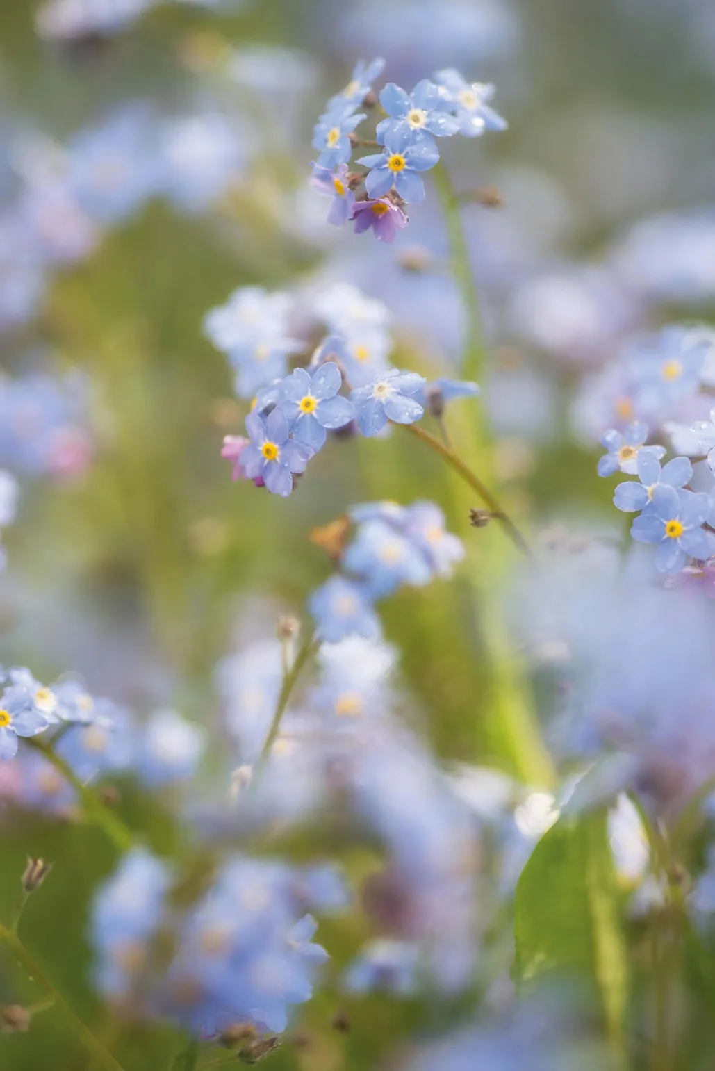 Forget-me-not Flower Wallpapers - Wallpaper Cave