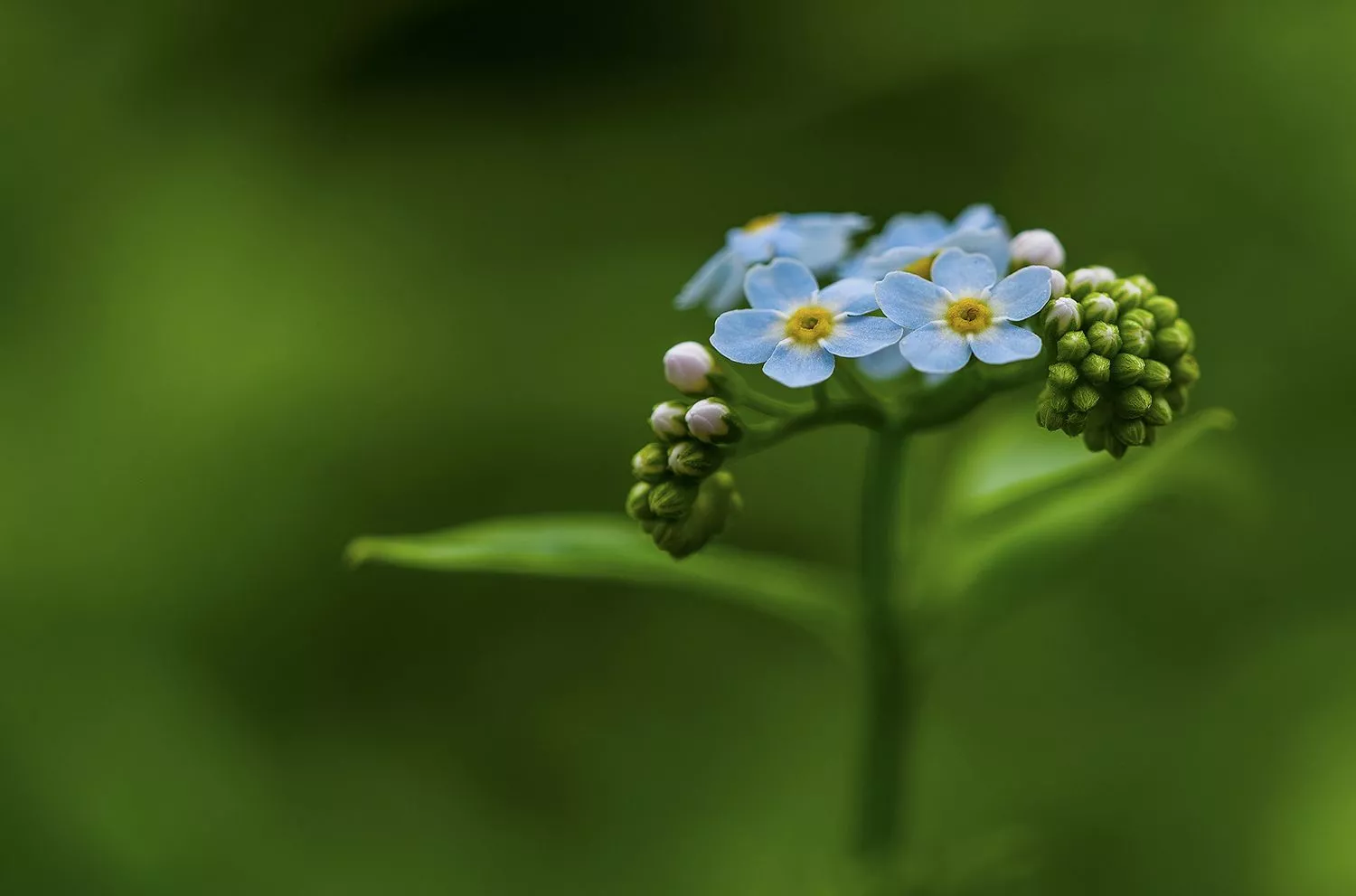 Forget-me-not Flower Wallpapers - Wallpaper Cave