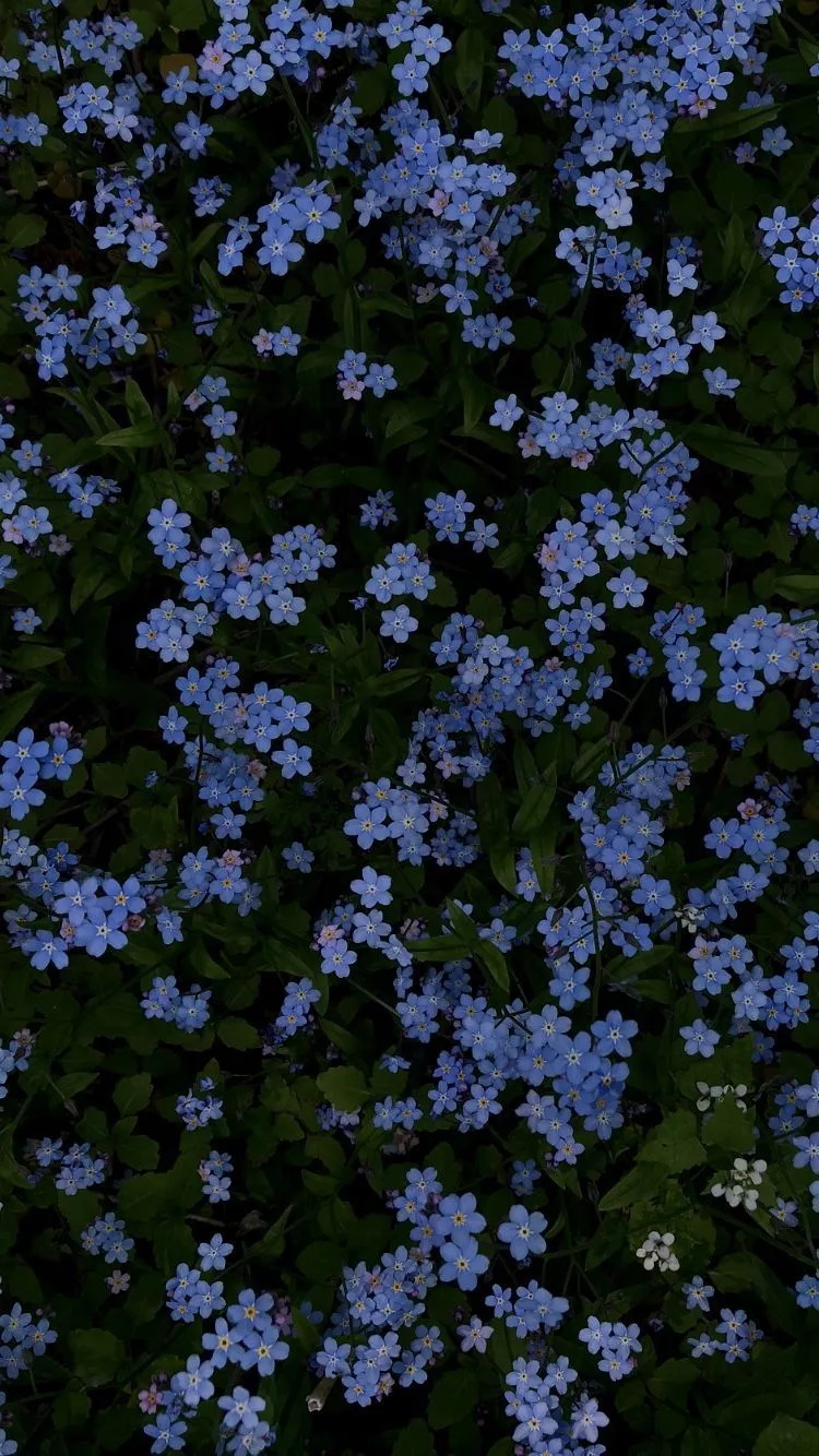 Forget-me-not Flower Wallpapers - Wallpaper Cave